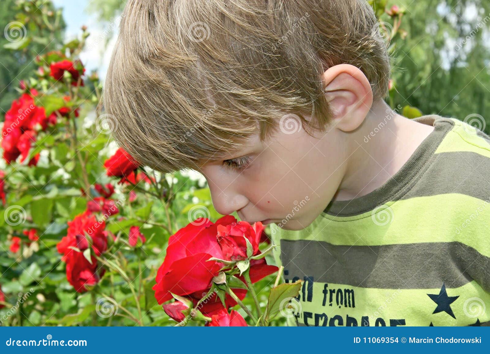 Rosas El Oler Del Muchacho. Foto de archivo - Imagen de mantener, carga ...
