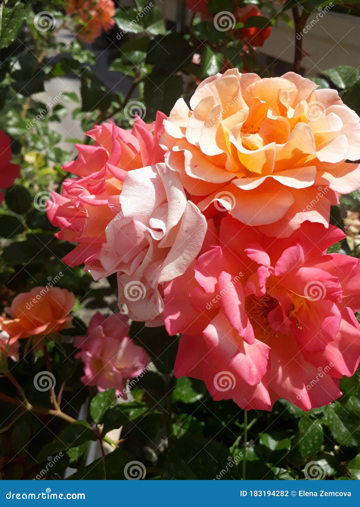 Rosas em cor de coral foto de stock. Imagem de planta - 183194282