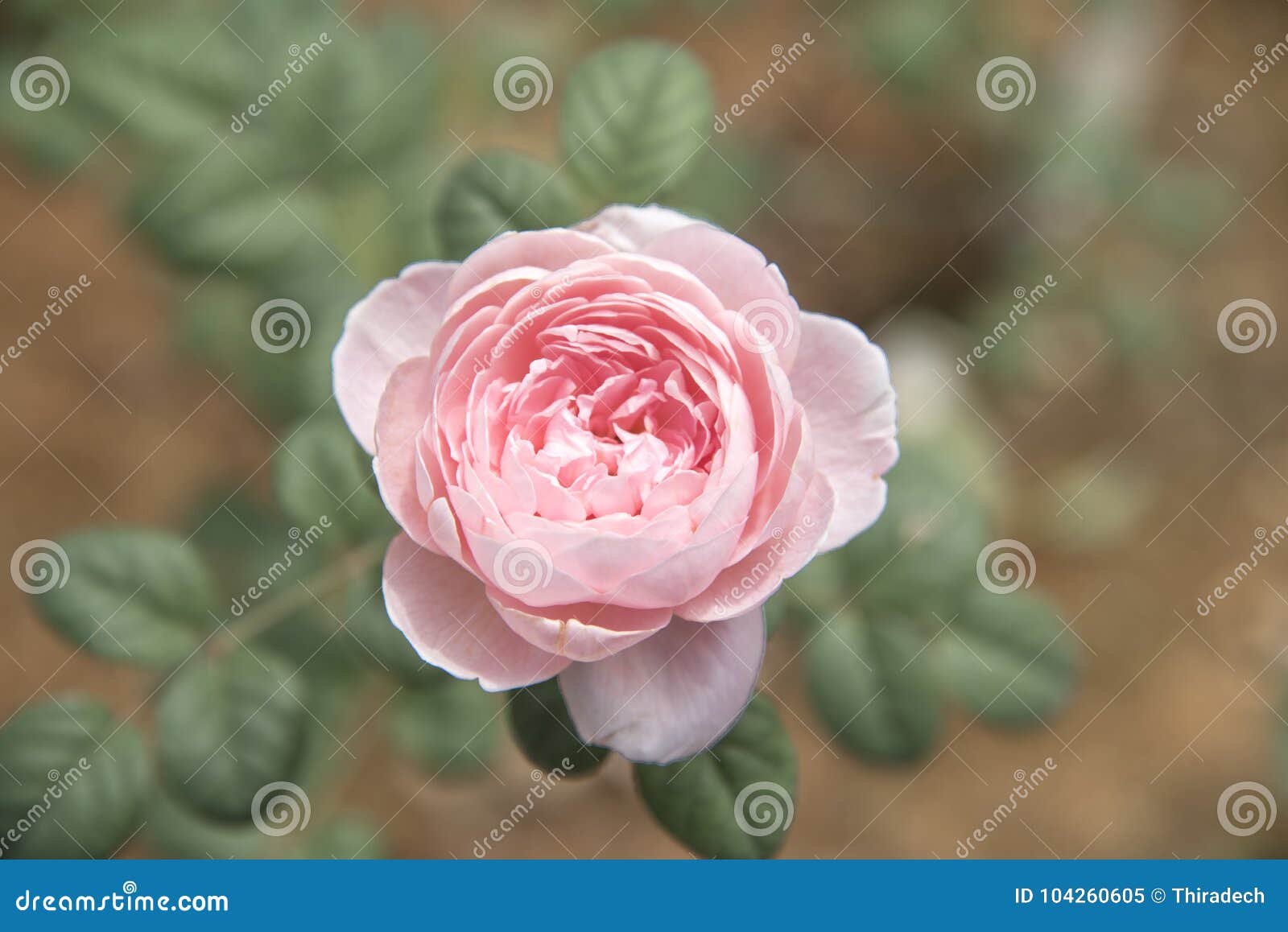 Rosas, en colores pastel imagen de archivo. Imagen de foto - 104260605