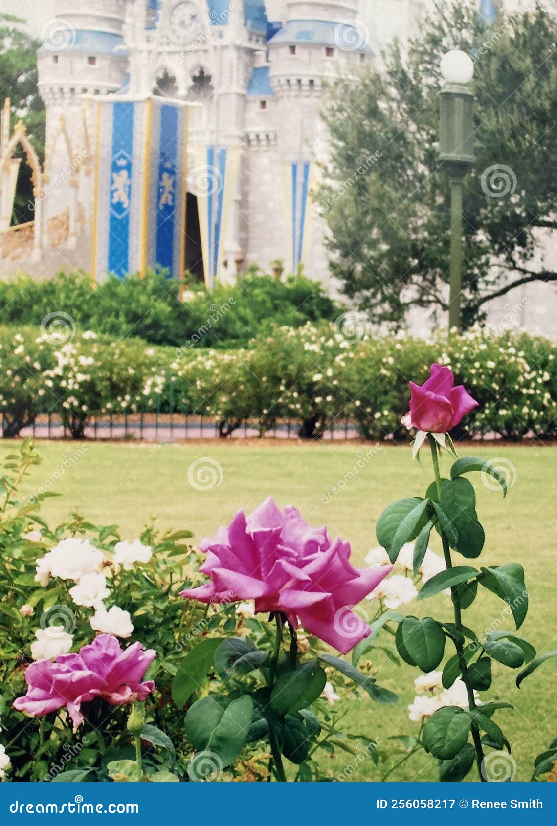 Rosas Rosas Rosas En El Castillo De Disney Fotografía editorial ...