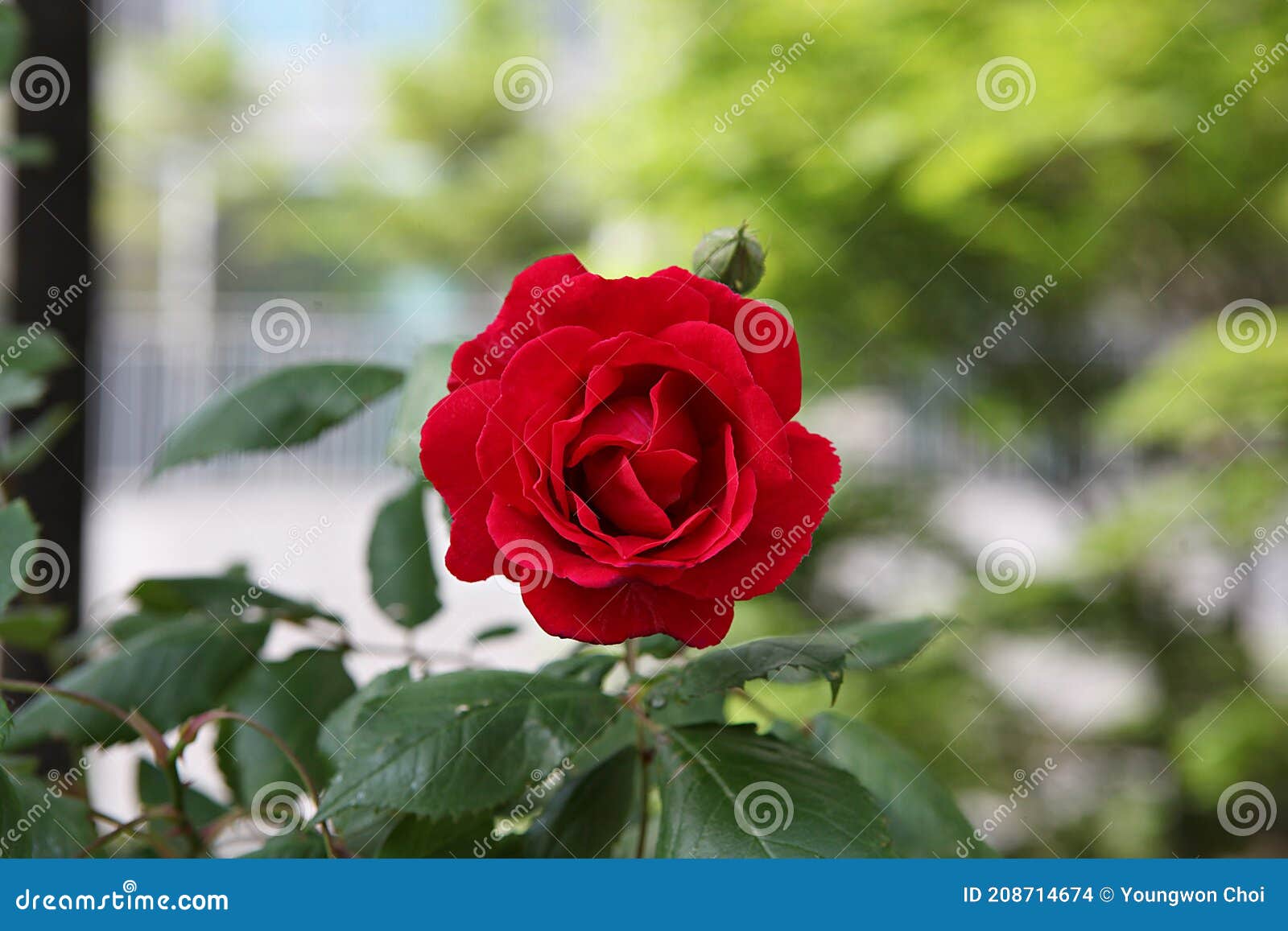 Rosas en el parque foto de archivo. Imagen de pétalo - 208714674