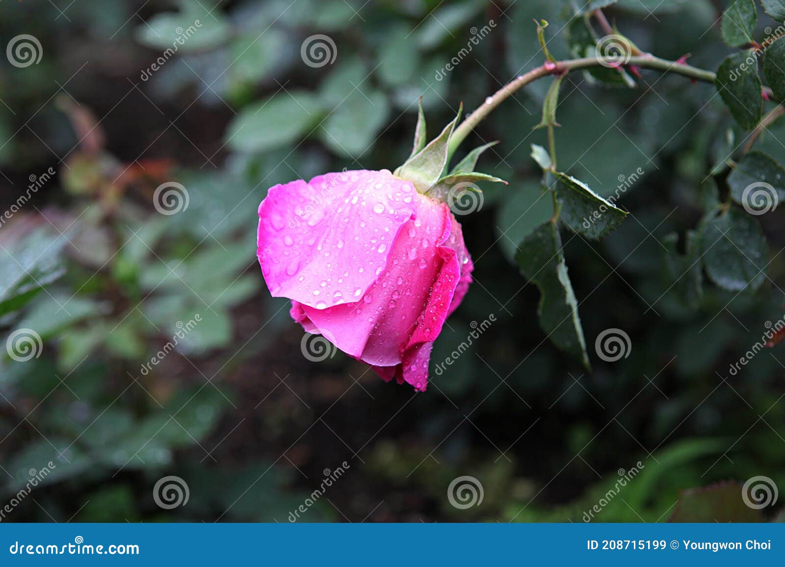 Rosas en el parque imagen de archivo. Imagen de rosa - 208715199