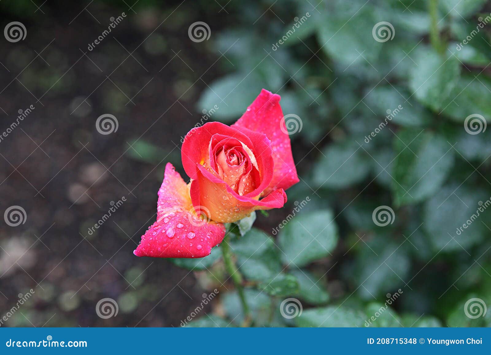 Rosas en el parque foto de archivo. Imagen de flor, planta - 208715348