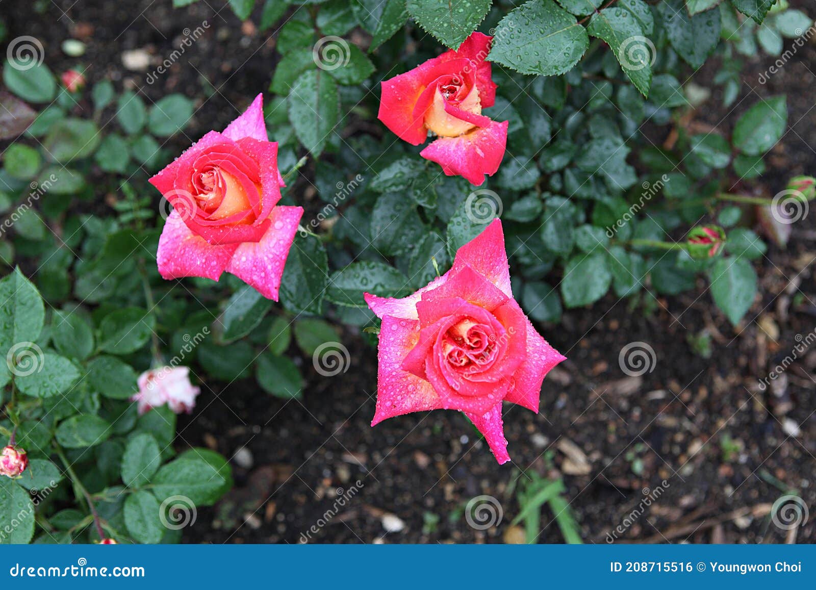 Rosas en el parque foto de archivo. Imagen de planta - 208715516