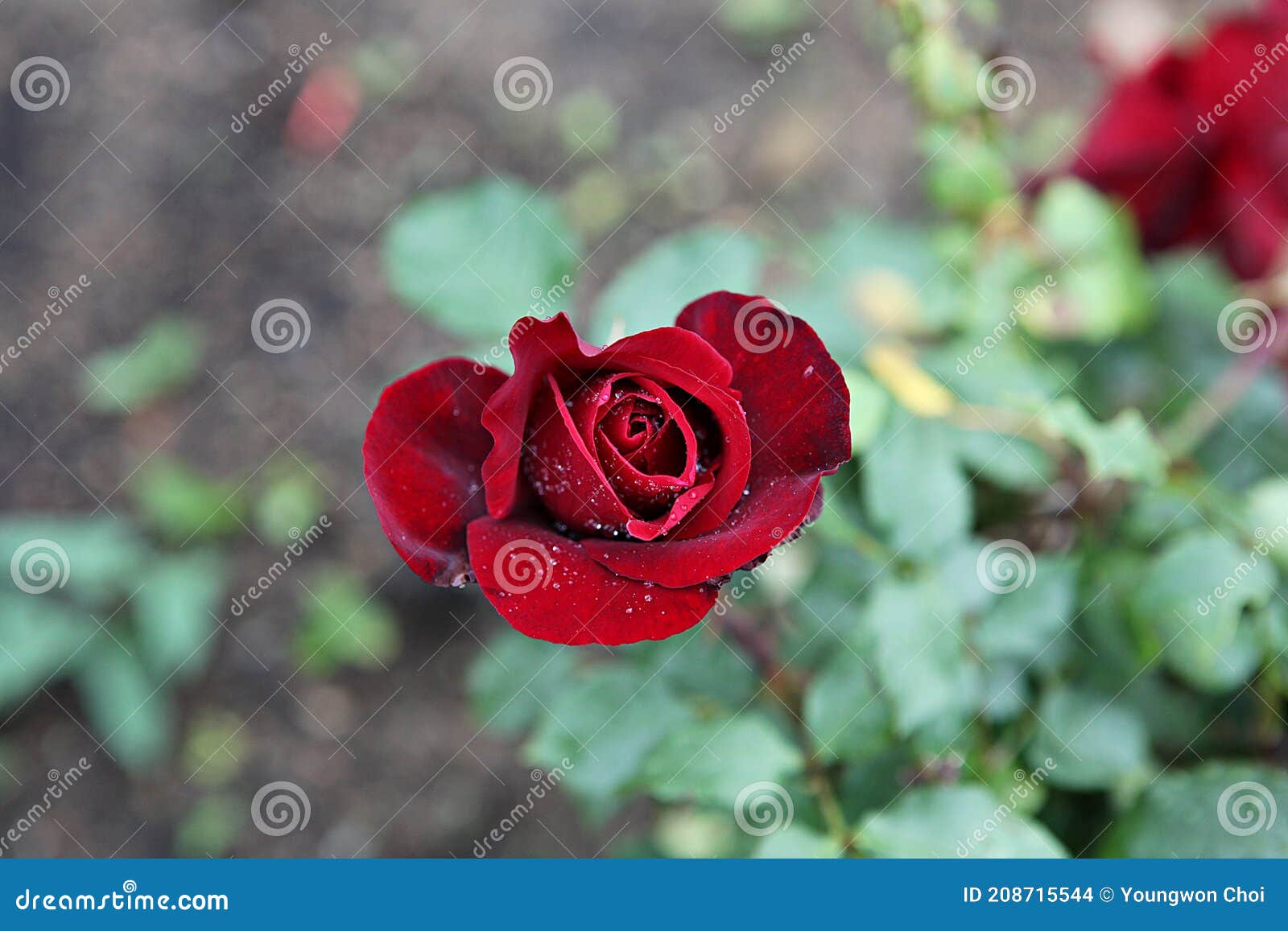 Rosas en el parque foto de archivo. Imagen de rosas - 208715544