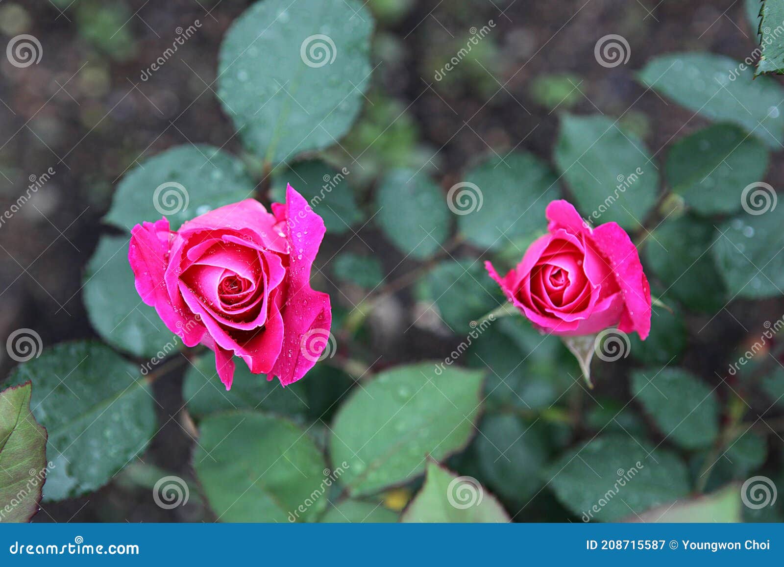 Rosas en el parque imagen de archivo. Imagen de flor - 208715587
