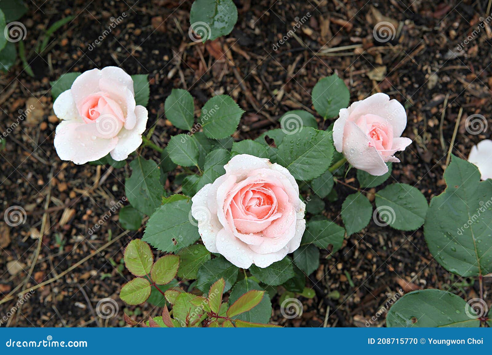 Rosas en el parque foto de archivo. Imagen de parque - 208715770