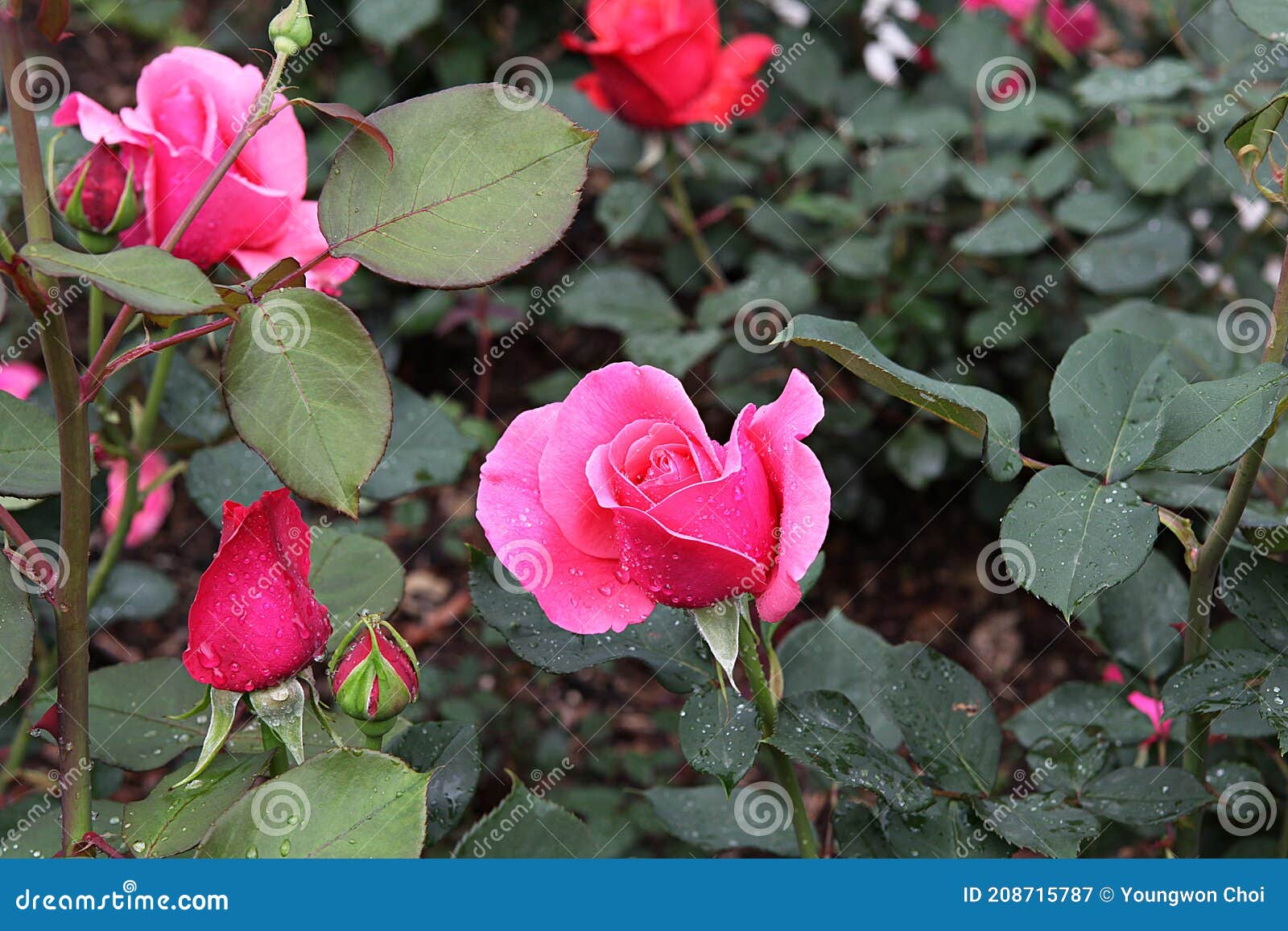 Rosas en el parque imagen de archivo. Imagen de inmoralidad - 208715787