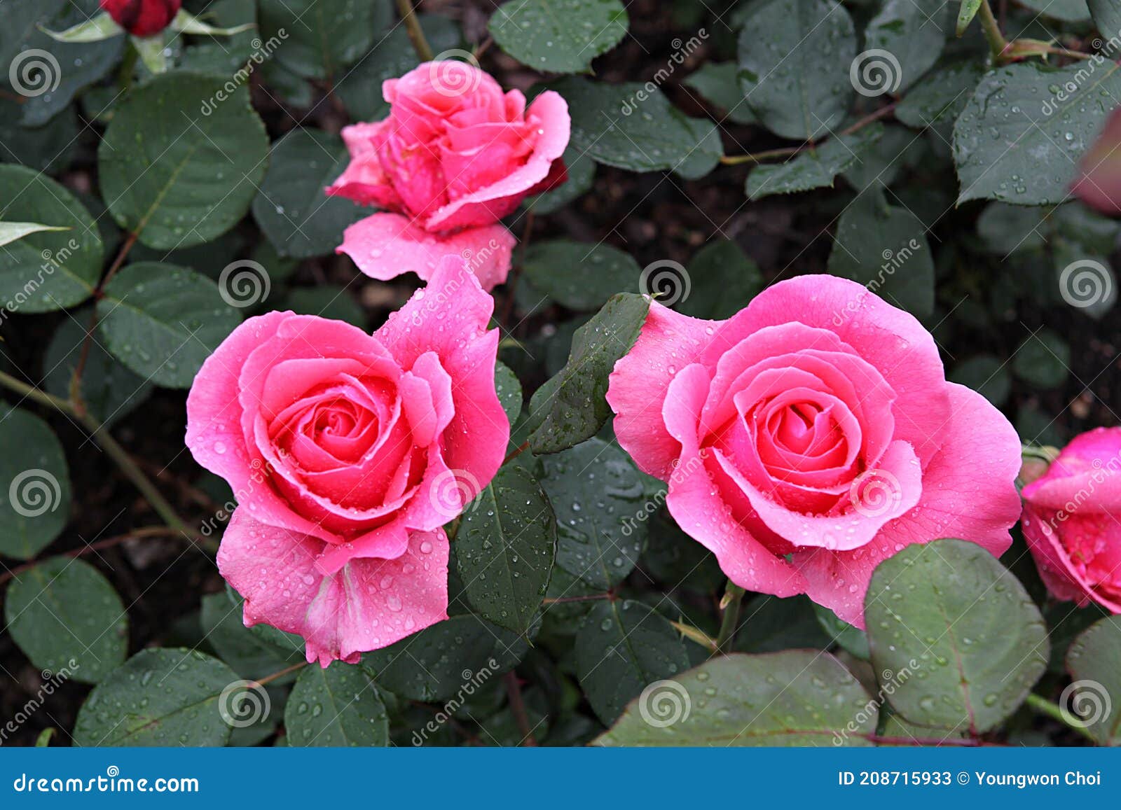Rosas en el parque imagen de archivo. Imagen de planta - 208715933