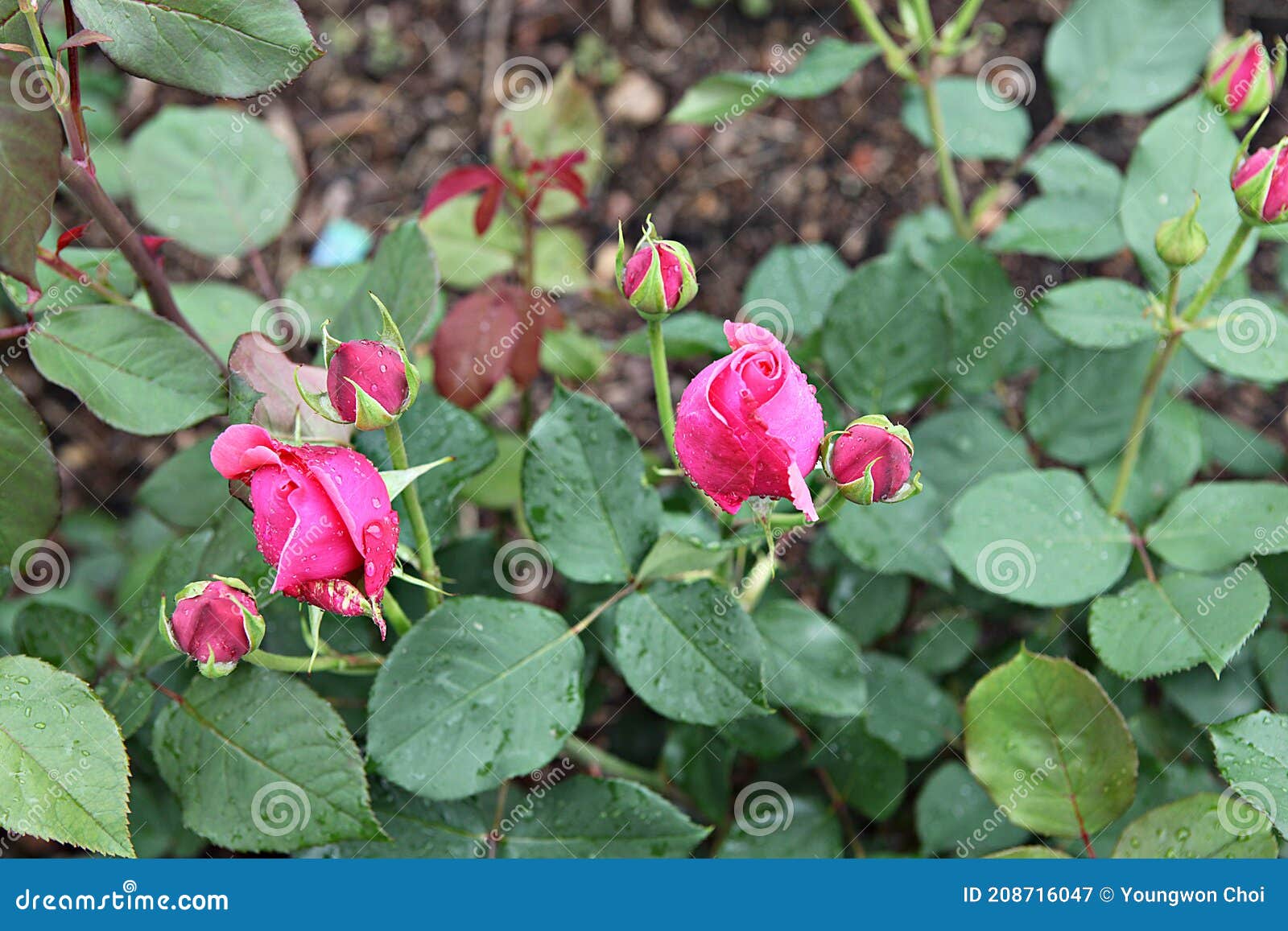 Rosas en el parque imagen de archivo. Imagen de arbusto - 208716047