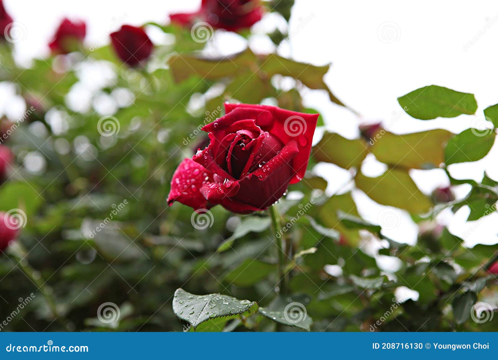 Rosas en el parque foto de archivo. Imagen de parque - 208716130