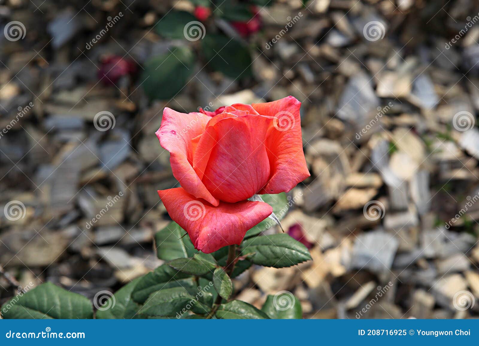 Rosas en el parque imagen de archivo. Imagen de rosas - 208716925