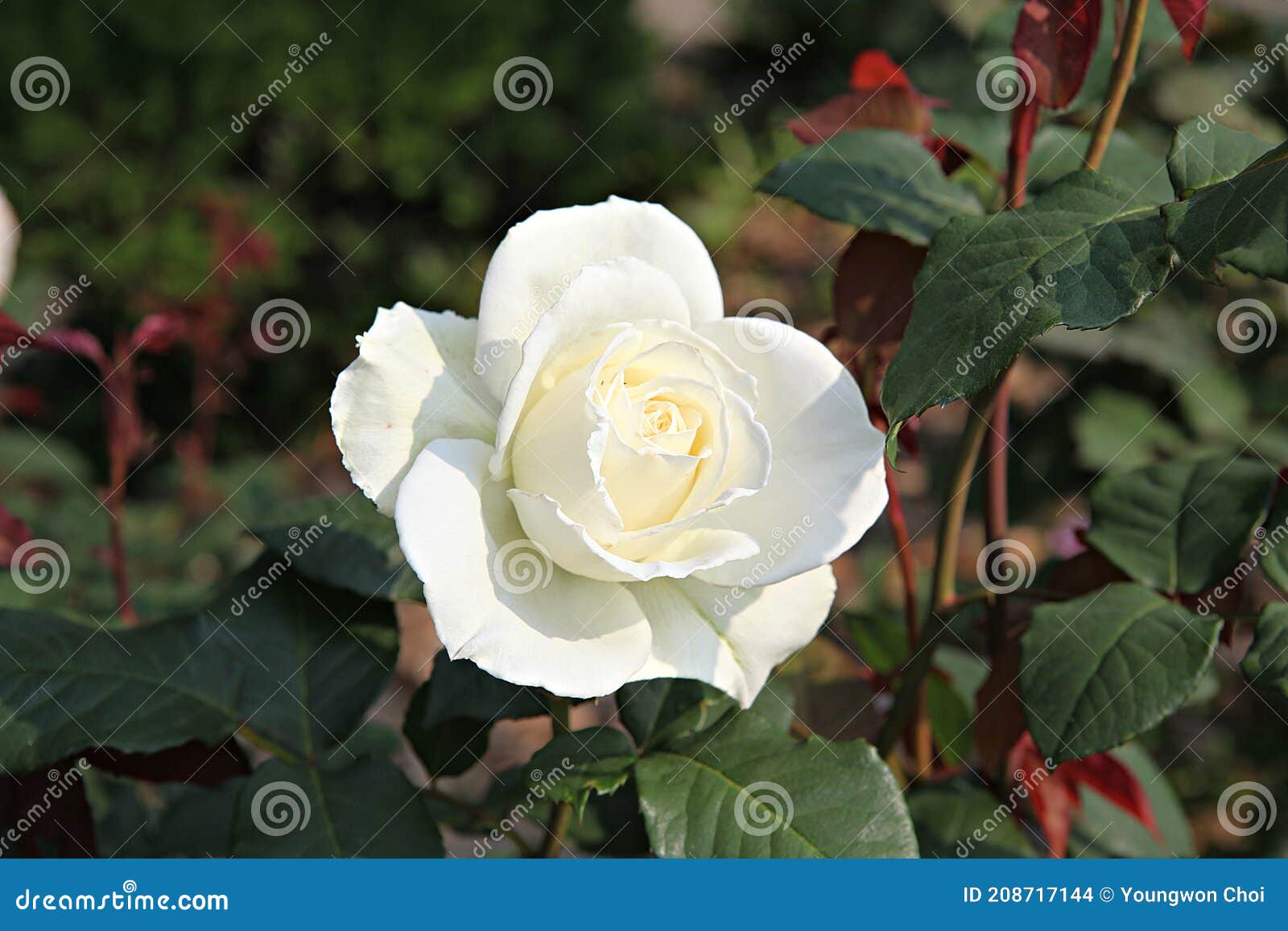 Rosas en el parque foto de archivo. Imagen de planta - 208717144