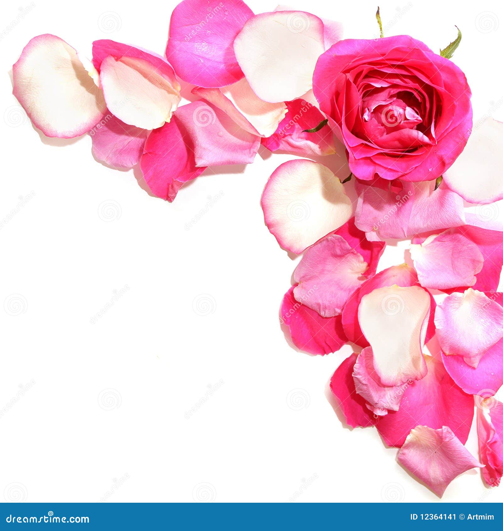 Rosas en un fondo blanco imagen de archivo. Imagen de nupcial - 12364141