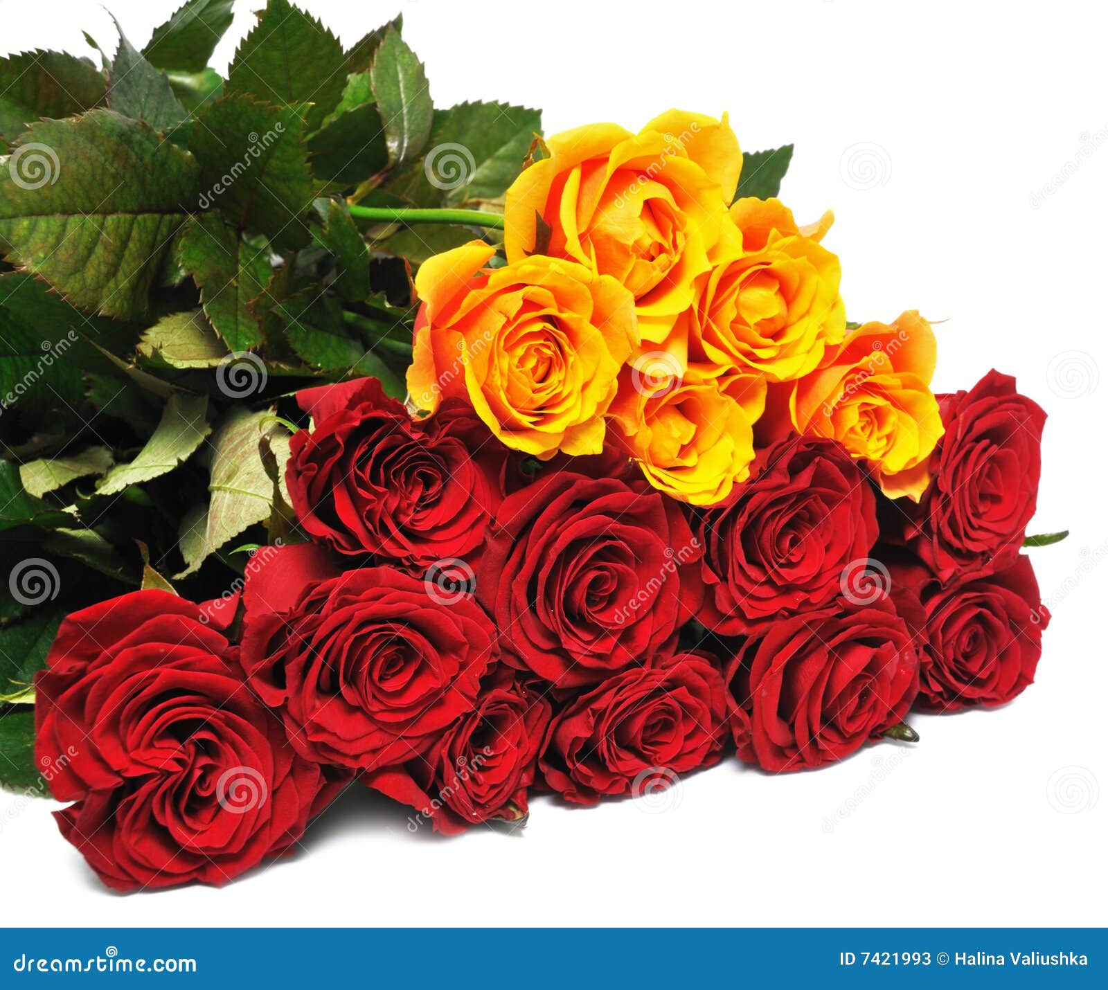 Rosas grandes del ramo imagen de archivo. Imagen de cierre - 7421993