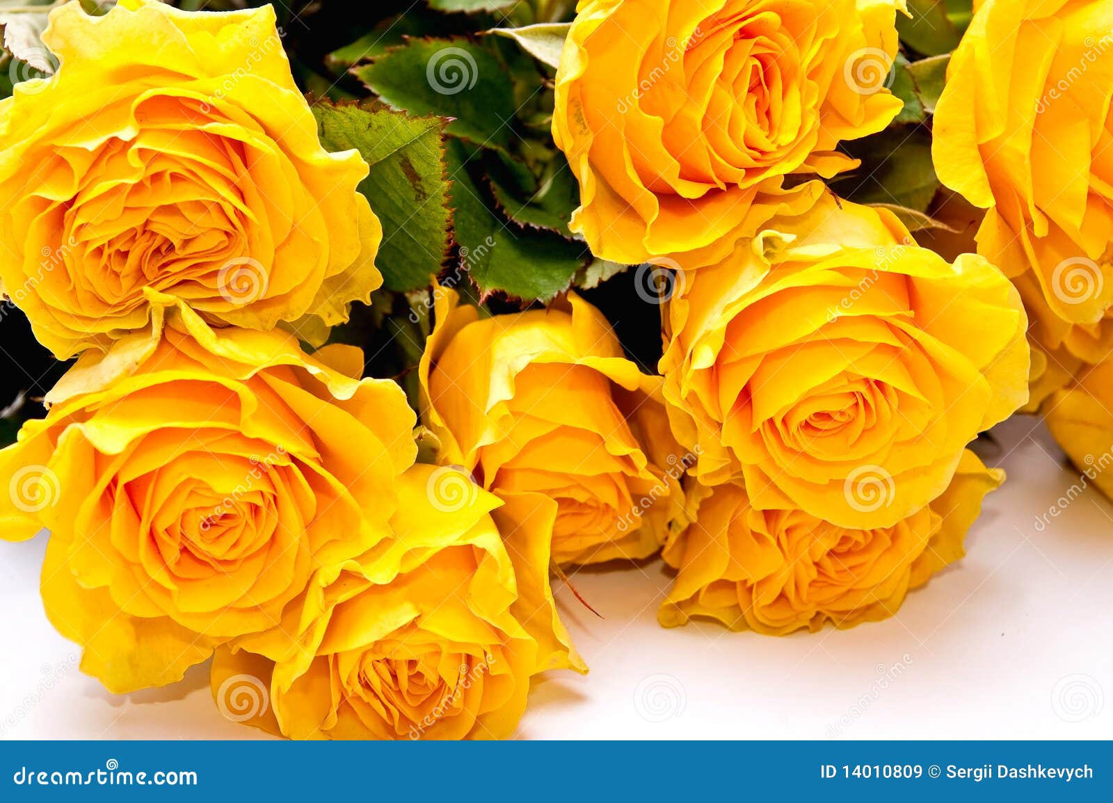 Rosas hermosas imagen de archivo. Imagen de copia, flores - 14010809