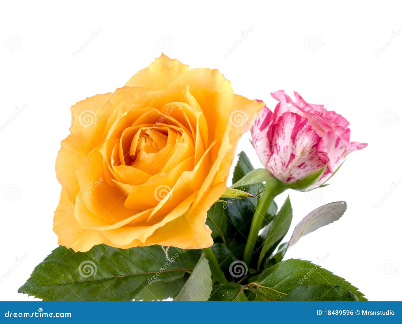 Rosas hermosas foto de archivo. Imagen de flor, valentina - 18489596