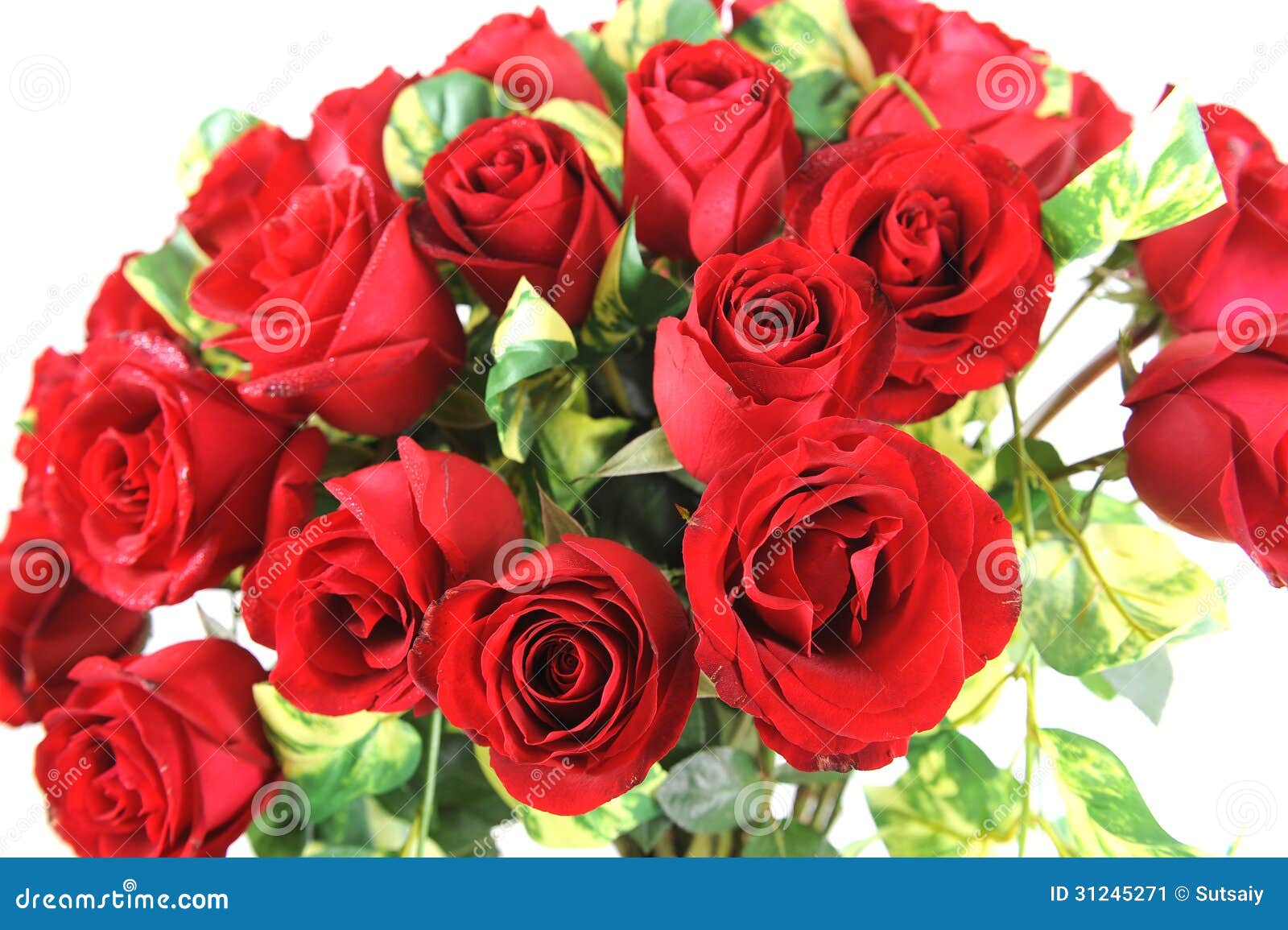 Rosas hermosas imagen de archivo. Imagen de festivo, fondo - 31245271