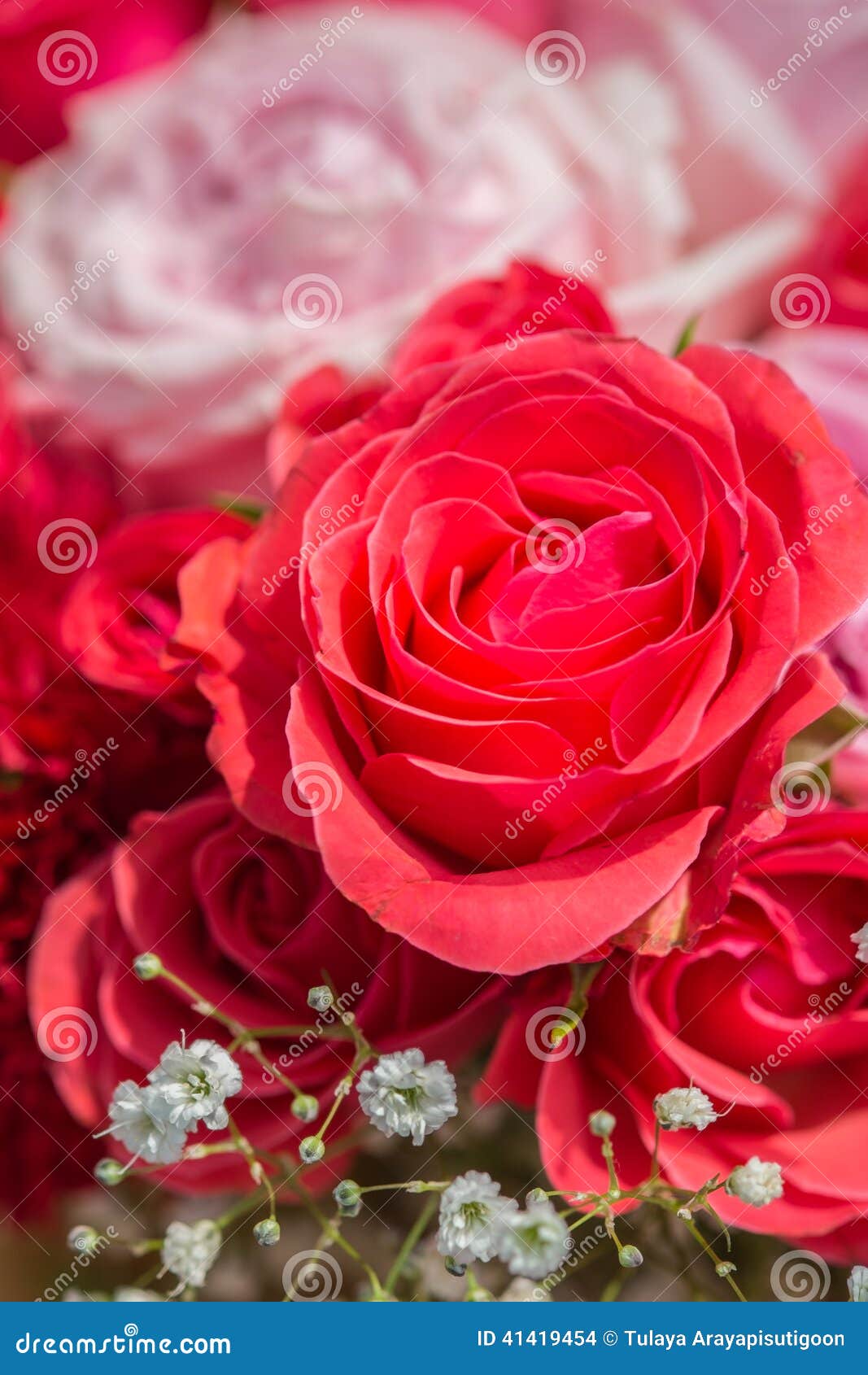 Rosas hermosas foto de archivo. Imagen de travieso, amor - 41419454