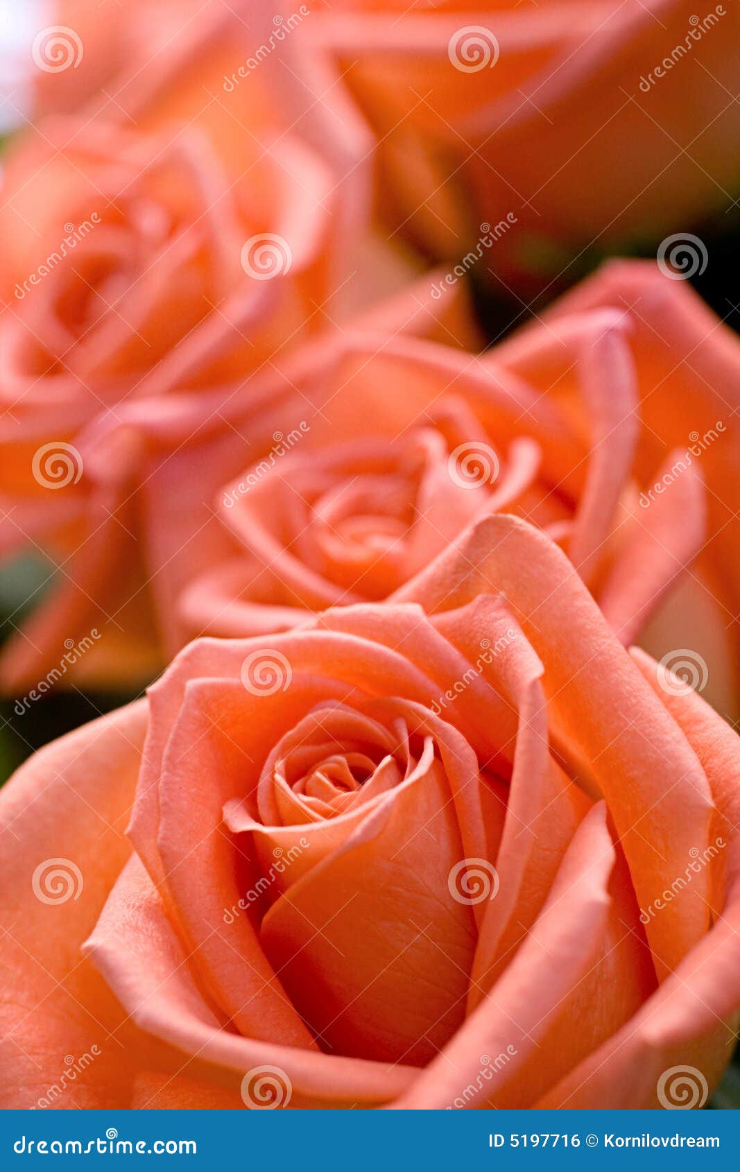 Rosas hermosas foto de archivo. Imagen de floral, nupcial - 5197716