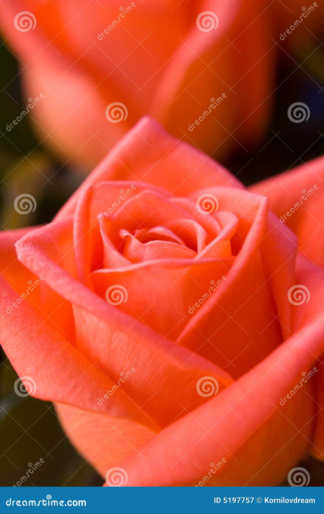 Rosas hermosas imagen de archivo. Imagen de rosas, ramillete - 5197757