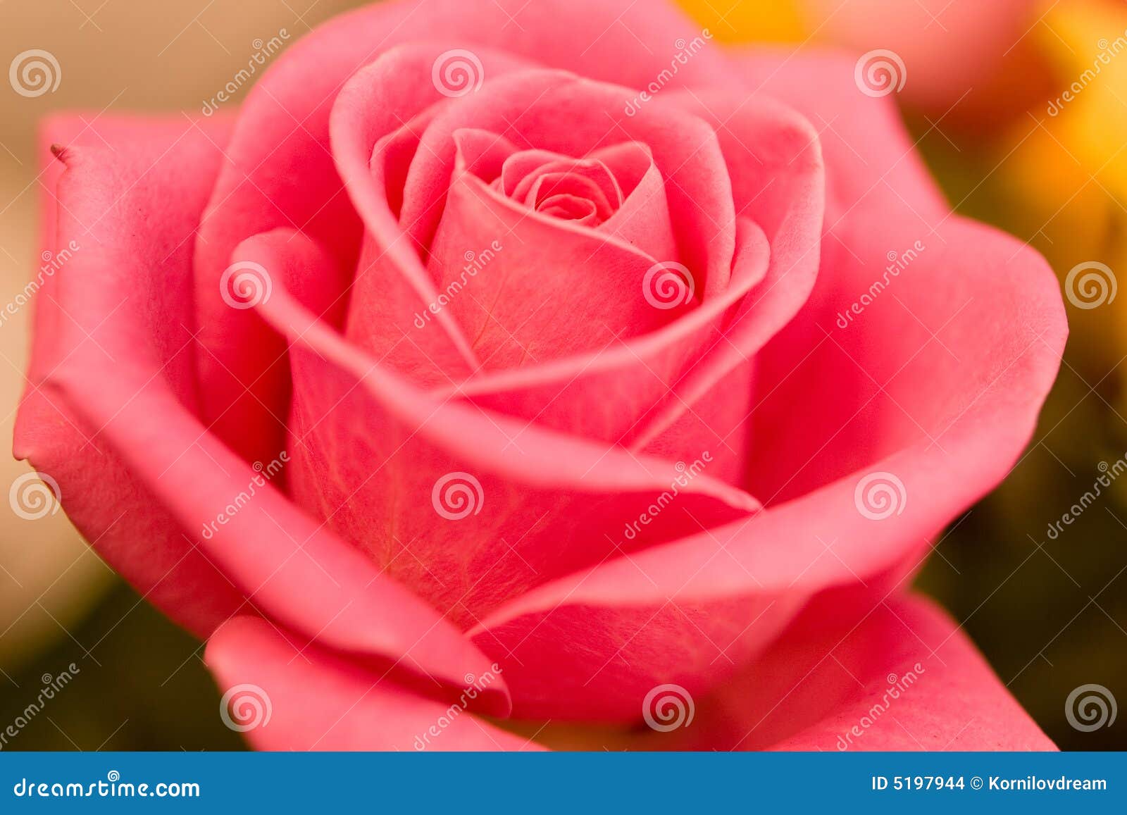 Rosas hermosas foto de archivo. Imagen de rosa, romance - 5197944