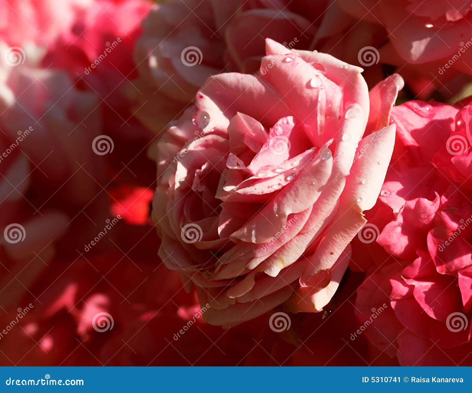 Rosas hermosas imagen de archivo. Imagen de fragilidad - 5310741