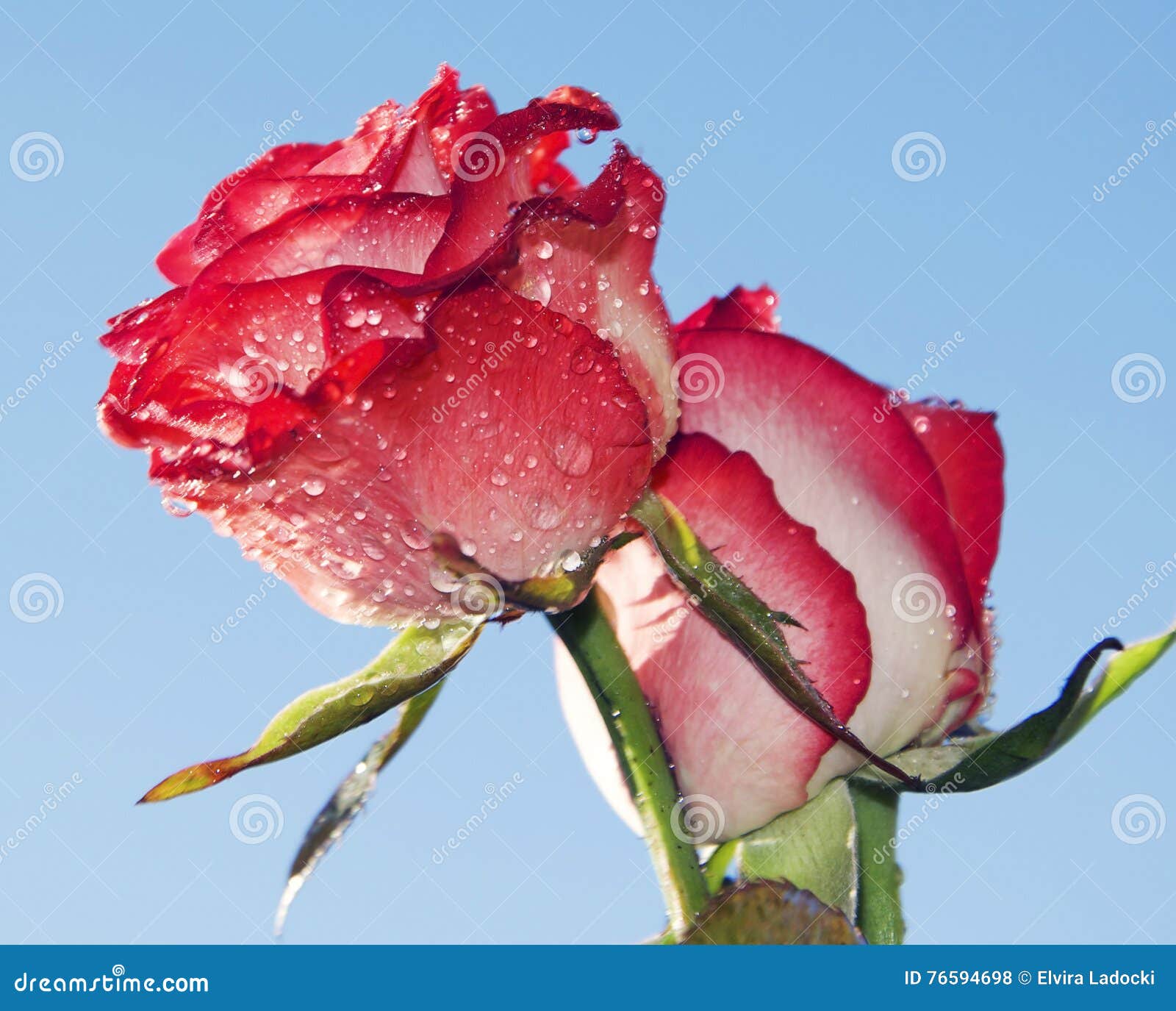 Rosas hermosas foto de archivo. Imagen de casero, amor - 76594698