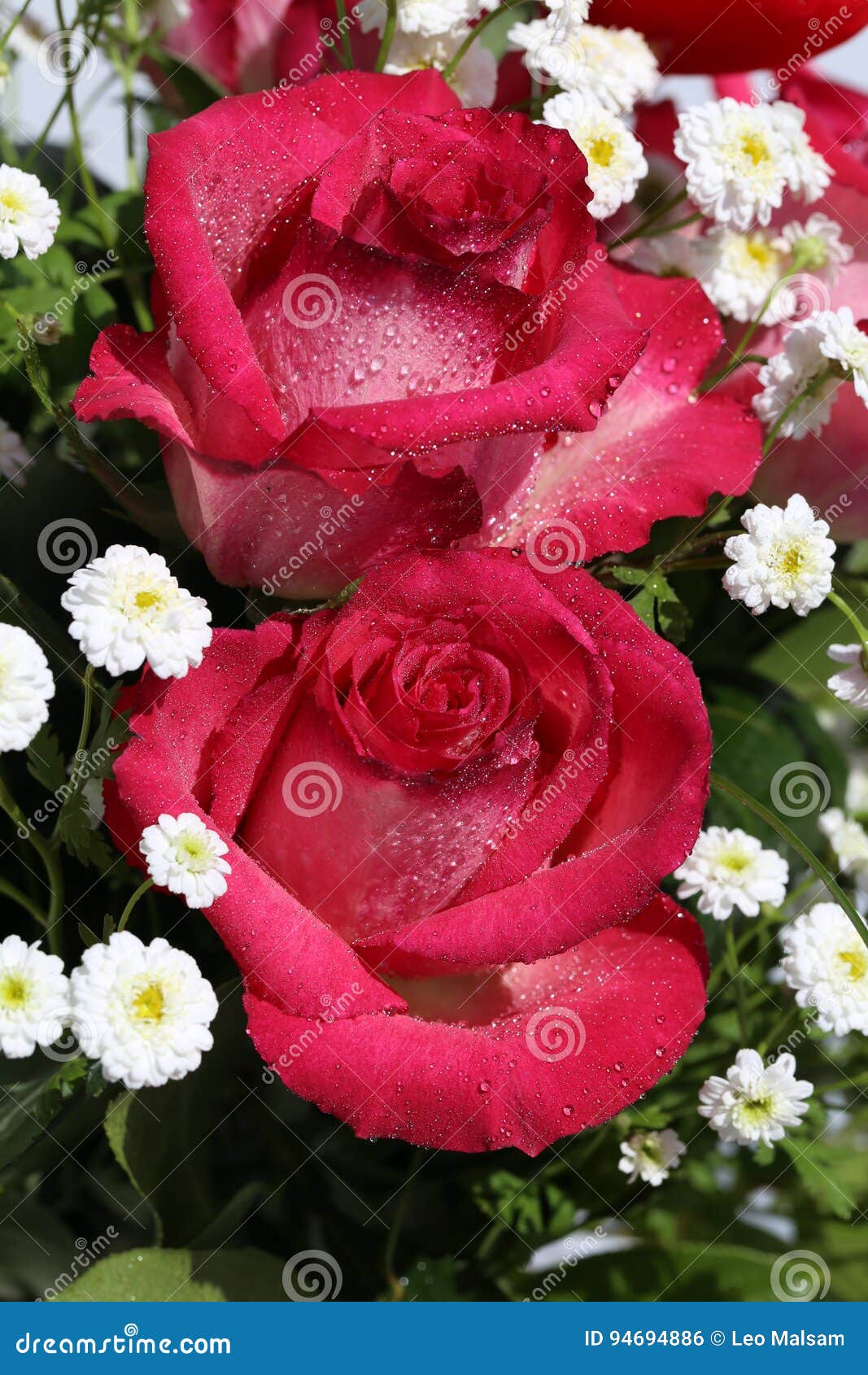 Rosas hermosas foto de archivo. Imagen de flor, travieso - 94694886