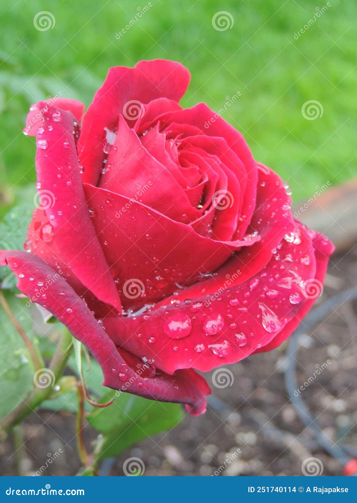 Rosas hermosas foto de archivo. Imagen de yarda, arbusto - 251740114