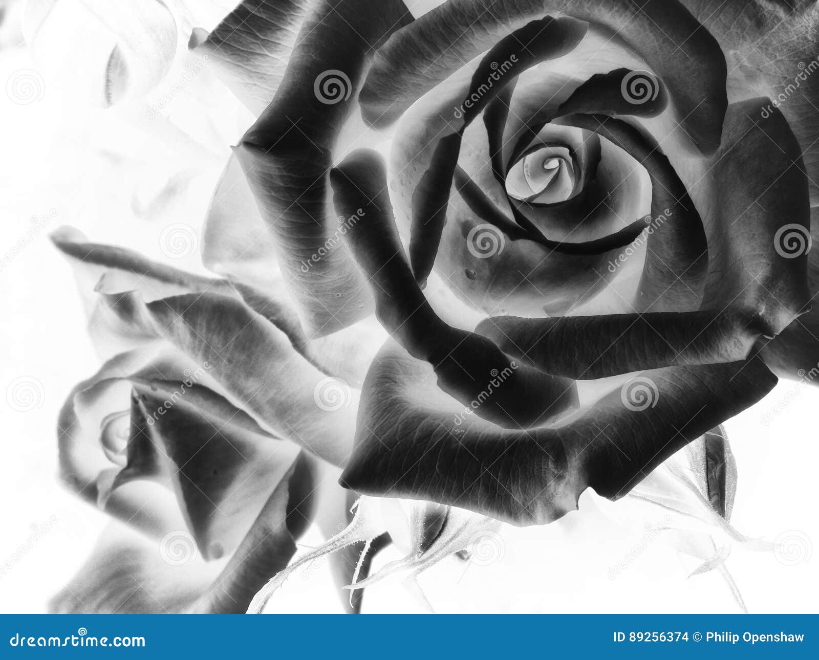 Rosas invertidas foto de archivo. Imagen de floral, frescura - 89256374