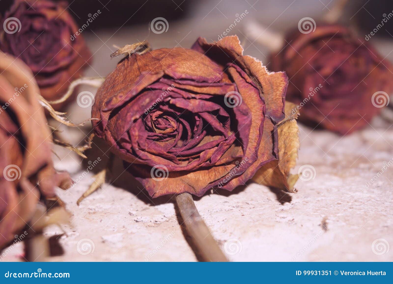 Rosas muertas imagen de archivo. Imagen de rosa, muerto - 99931351