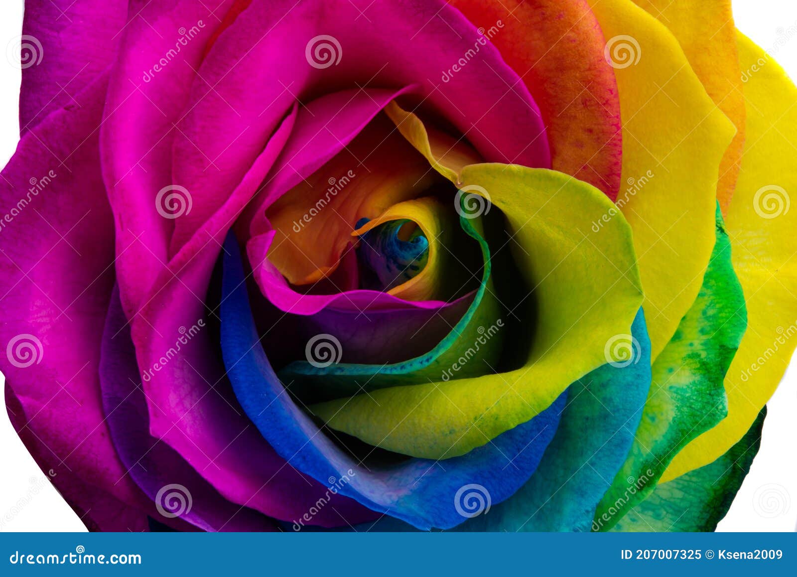 Rosas Multicolores Aisladas Imagen de archivo - Imagen de cubo ...