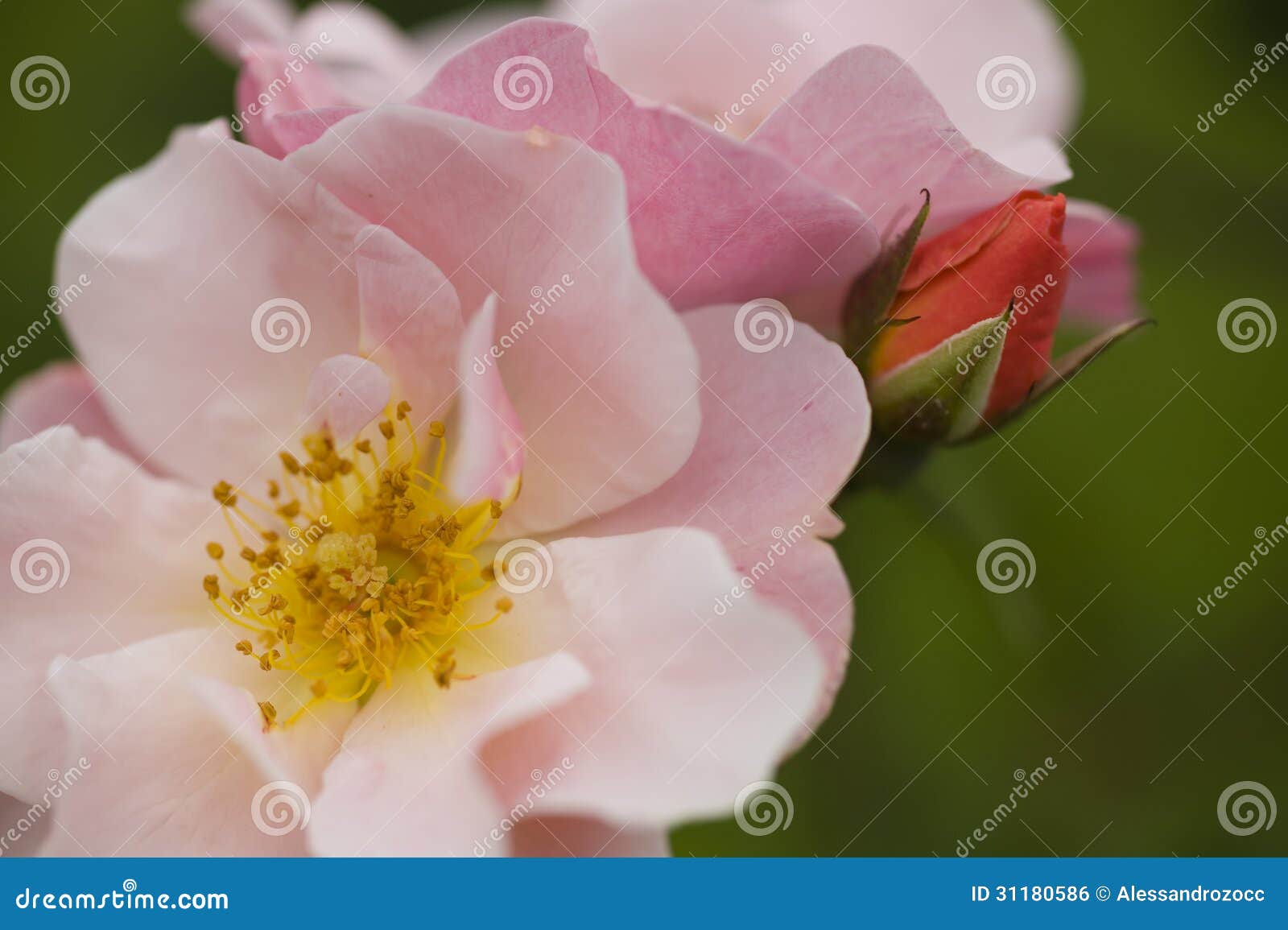 Rosas na flor completa foto de stock. Imagem de flor - 31180586