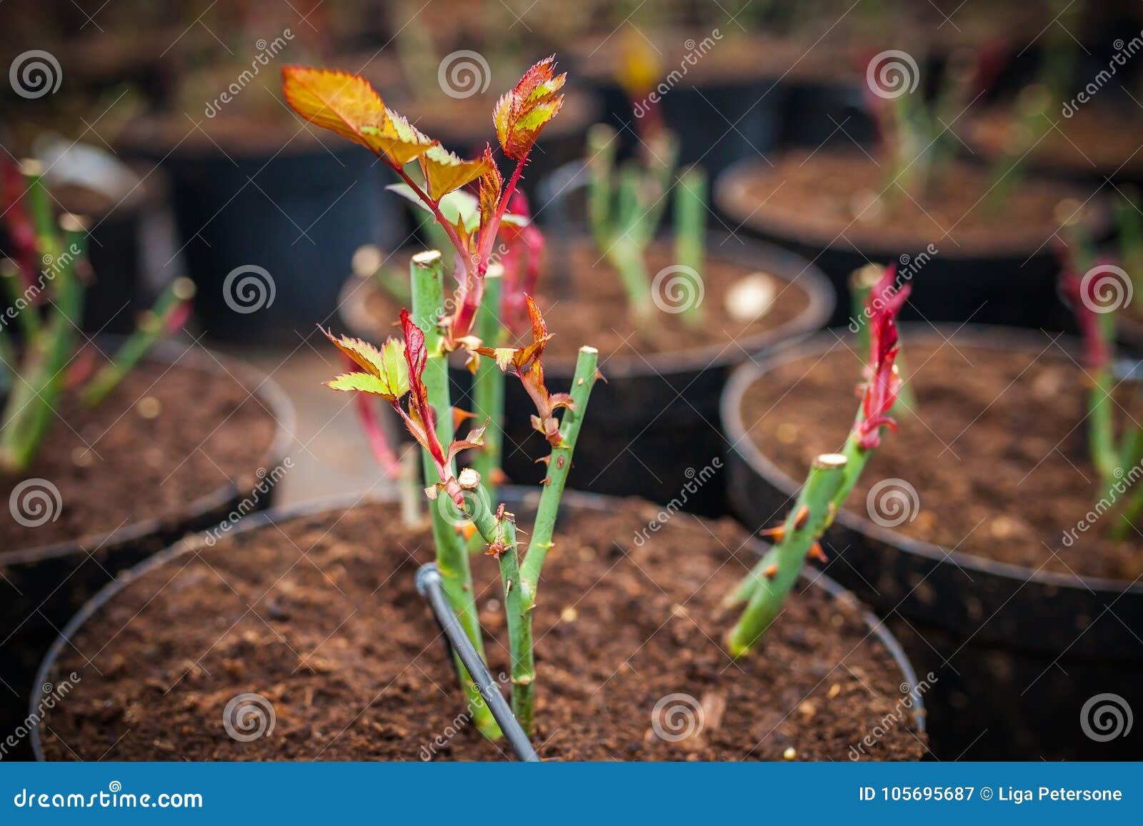 Rosas podadas en el pote imagen de archivo. Imagen de rosas - 105695687
