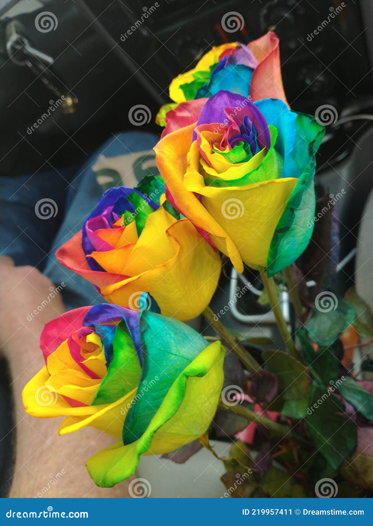 Rosas reales imagen de archivo. Imagen de rosas, rosa - 219957411