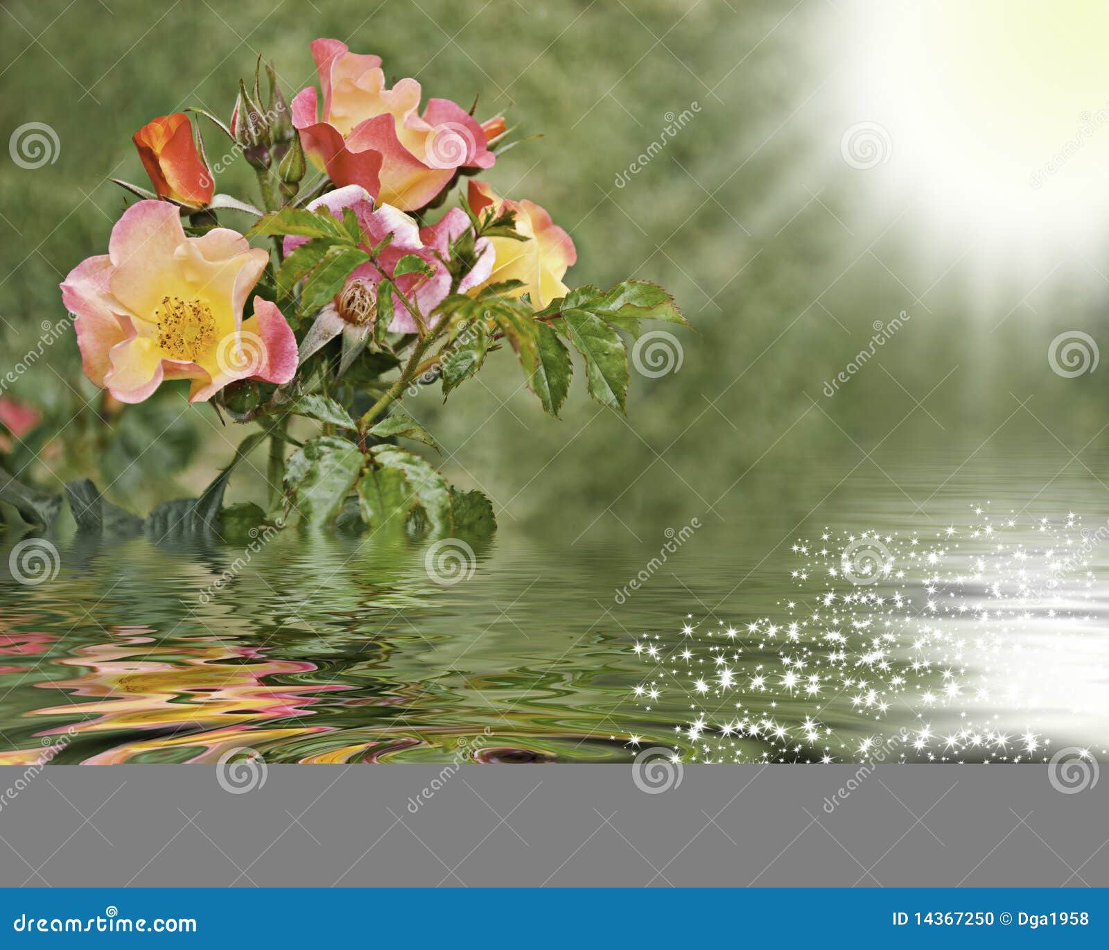 Rosas Reflektierte Sich Im Wasser Stockfoto - Bild von rosa ...
