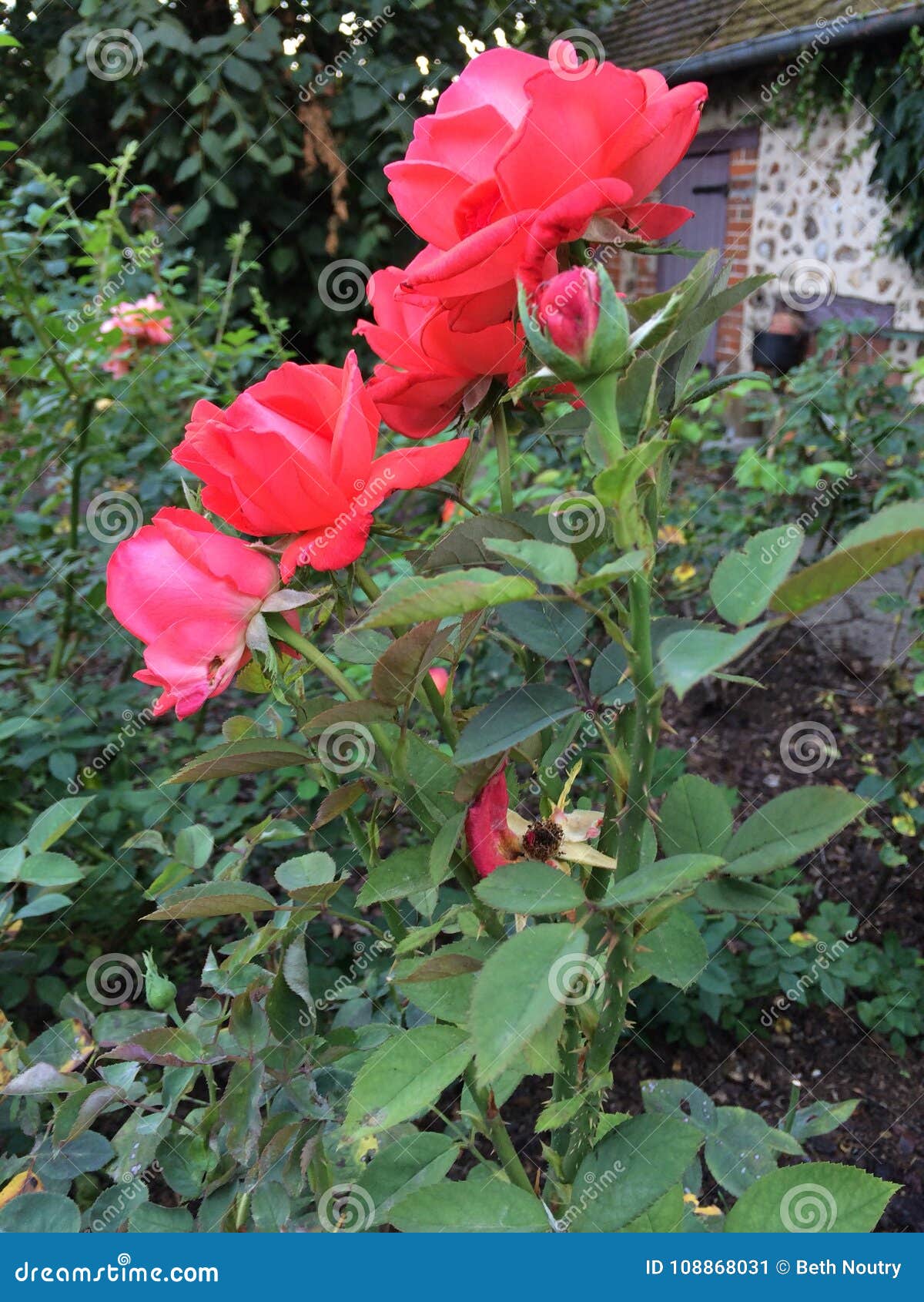 Rosas rojas rojas imagen de archivo. Imagen de rojo - 108868031