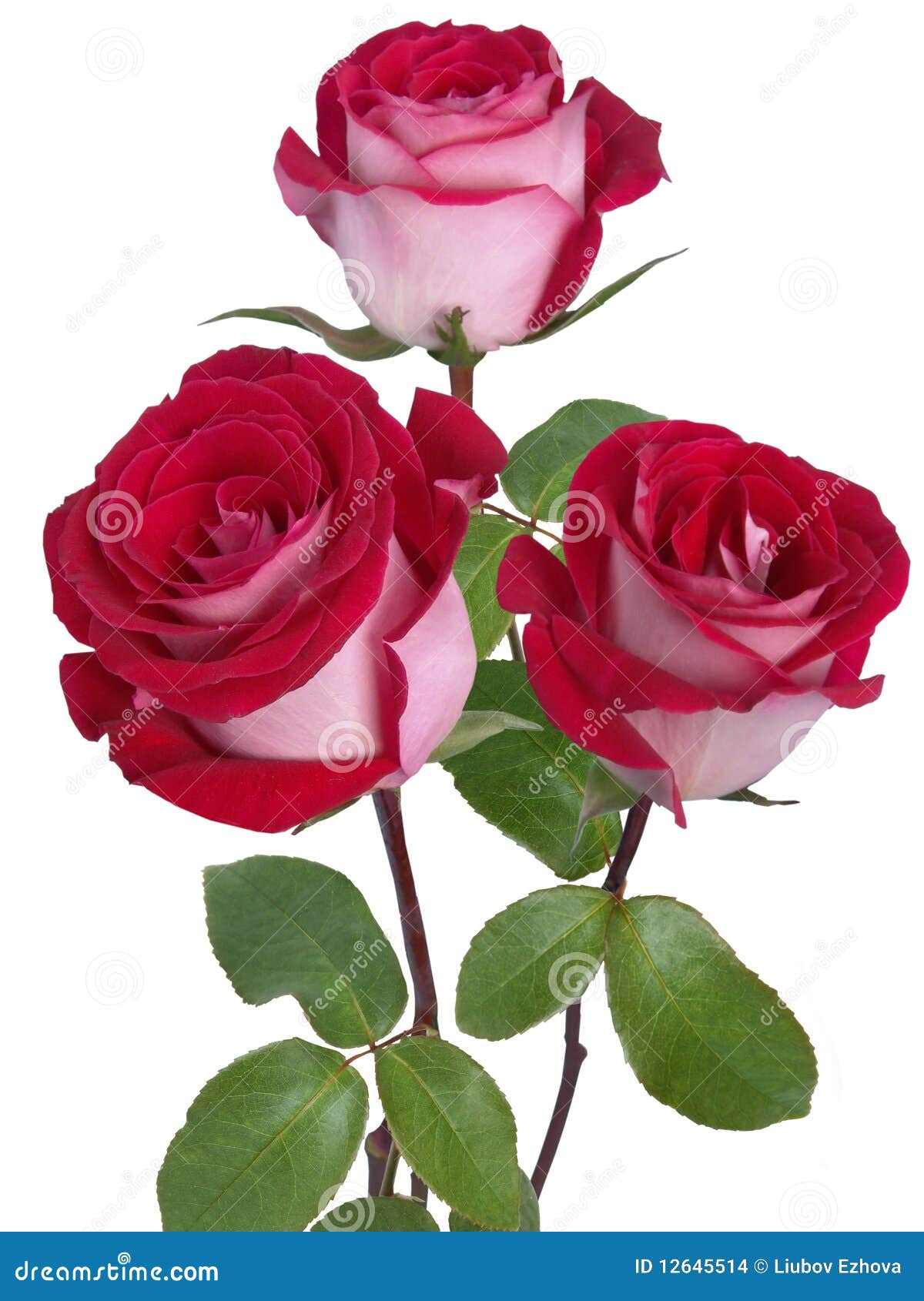 Rosas rojas foto de archivo. Imagen de presente, tres - 12645514