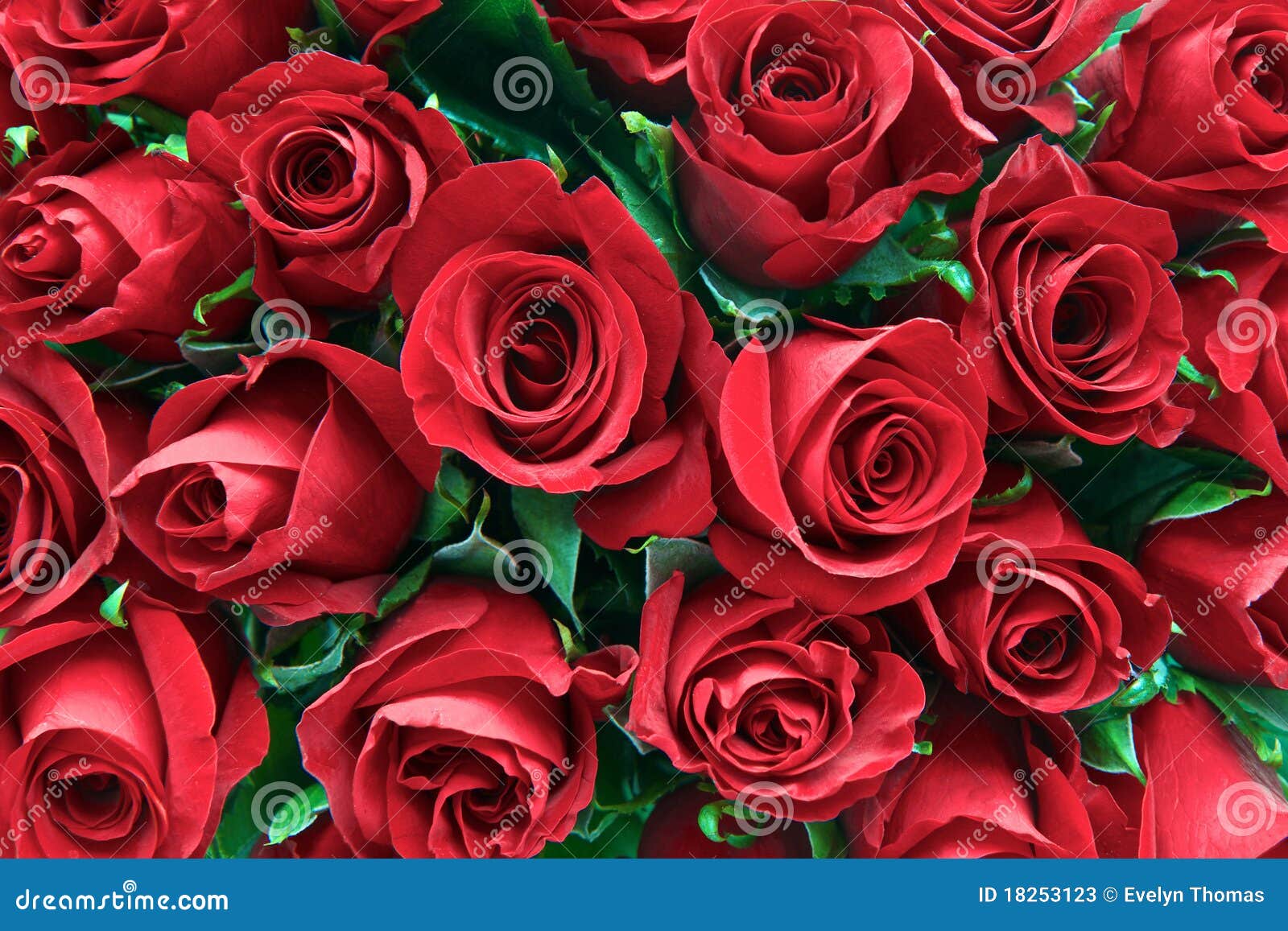 Rosas rojas imagen de archivo. Imagen de cubo, resorte - 18253123