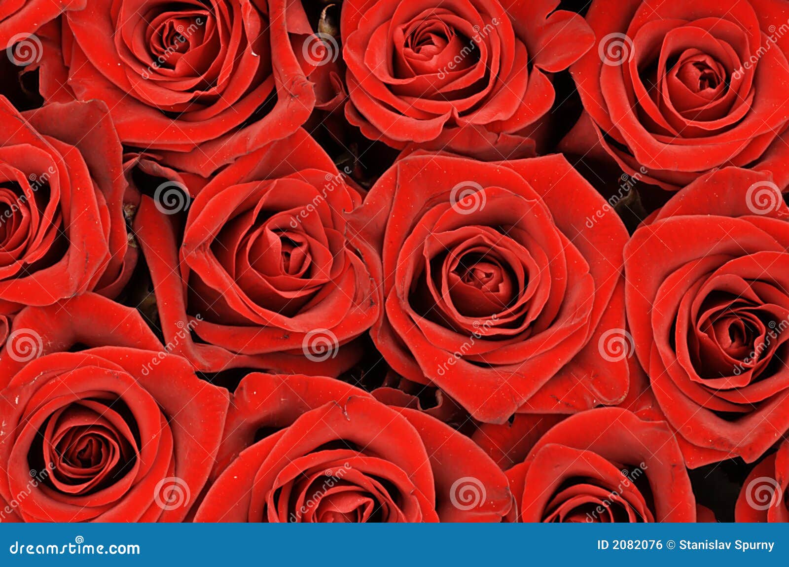 Rosas rojas foto de archivo. Imagen de bellezas, travieso - 2082076