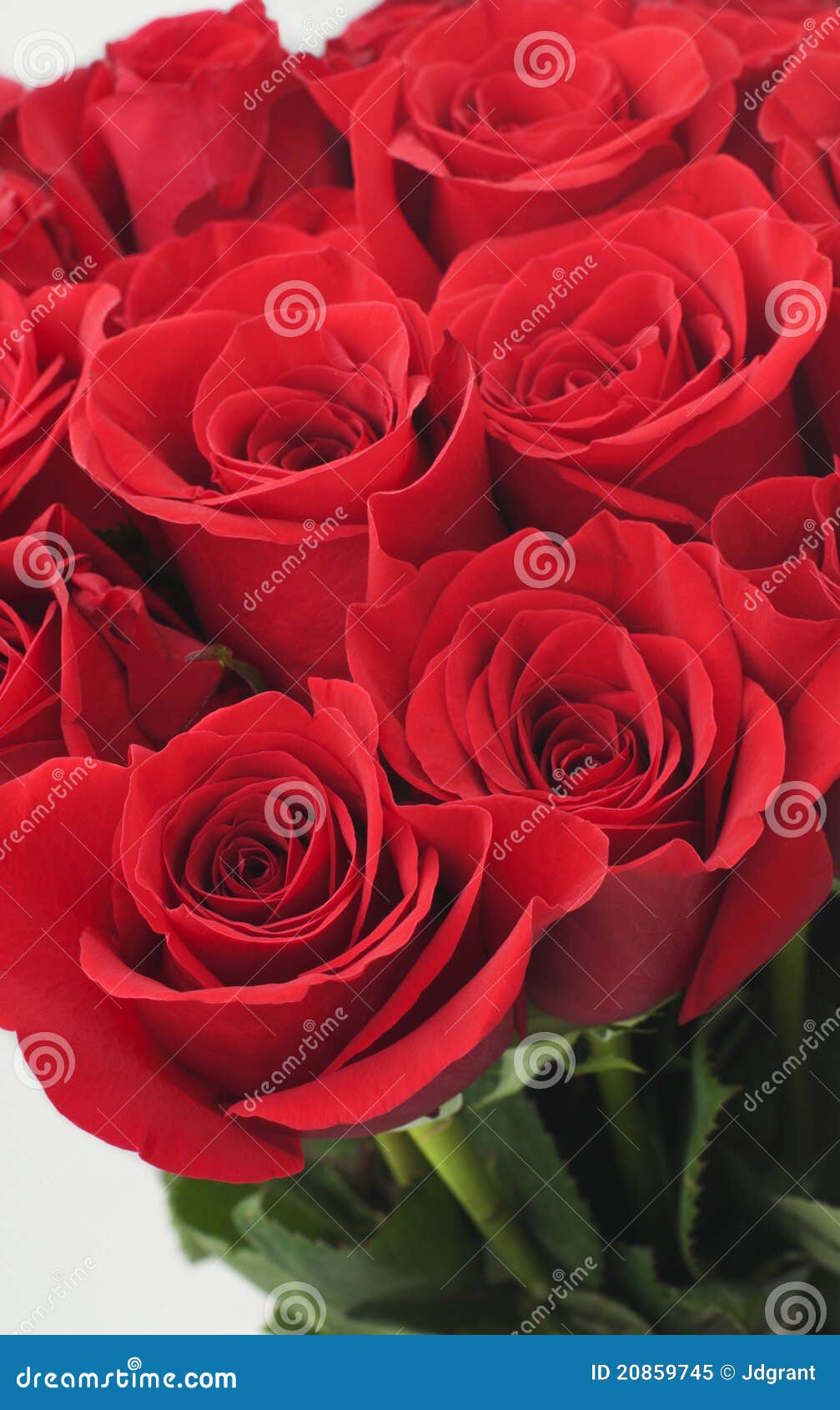 Rosas rojas imagen de archivo. Imagen de aniversario - 20859745