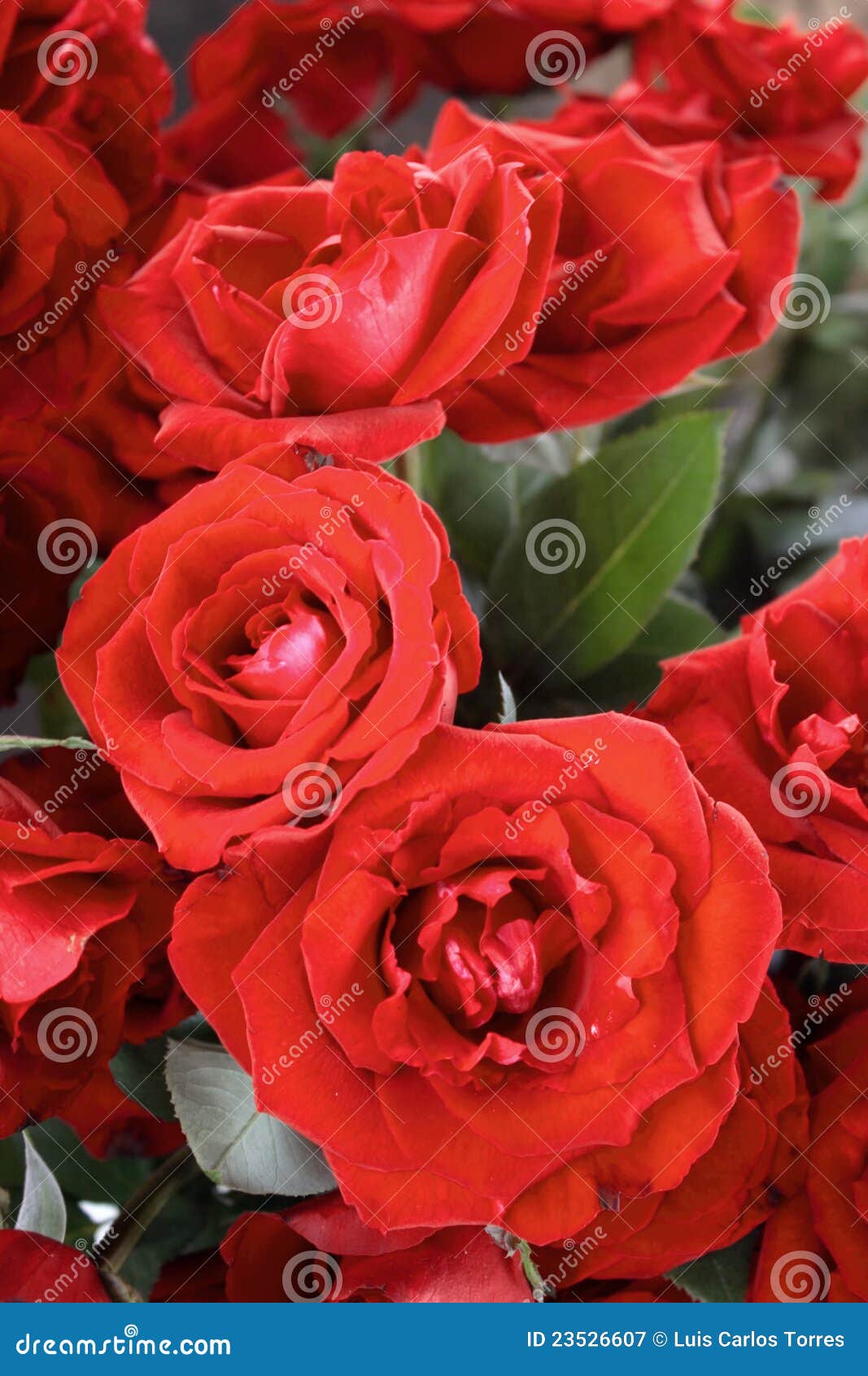 Rosas rojas imagen de archivo. Imagen de florecimiento - 23526607