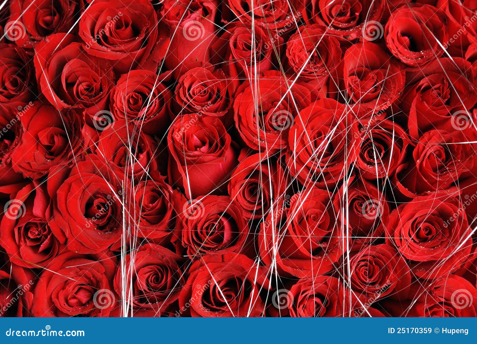 Muchas Rosas Rojas Junto Fotos de stock - Fotos libres de regalías de ...