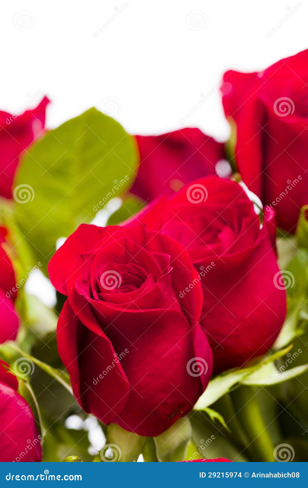 Rosas rojas foto de archivo. Imagen de alimento, envuelto - 29215974