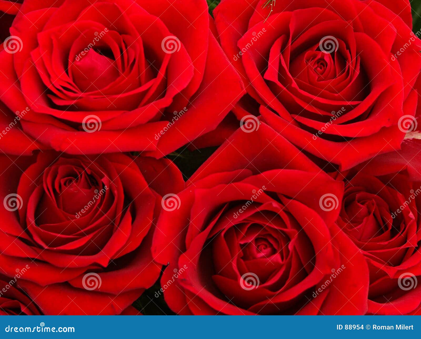 Rosas rojas foto de archivo. Imagen de ramo, macro, oferta - 88954