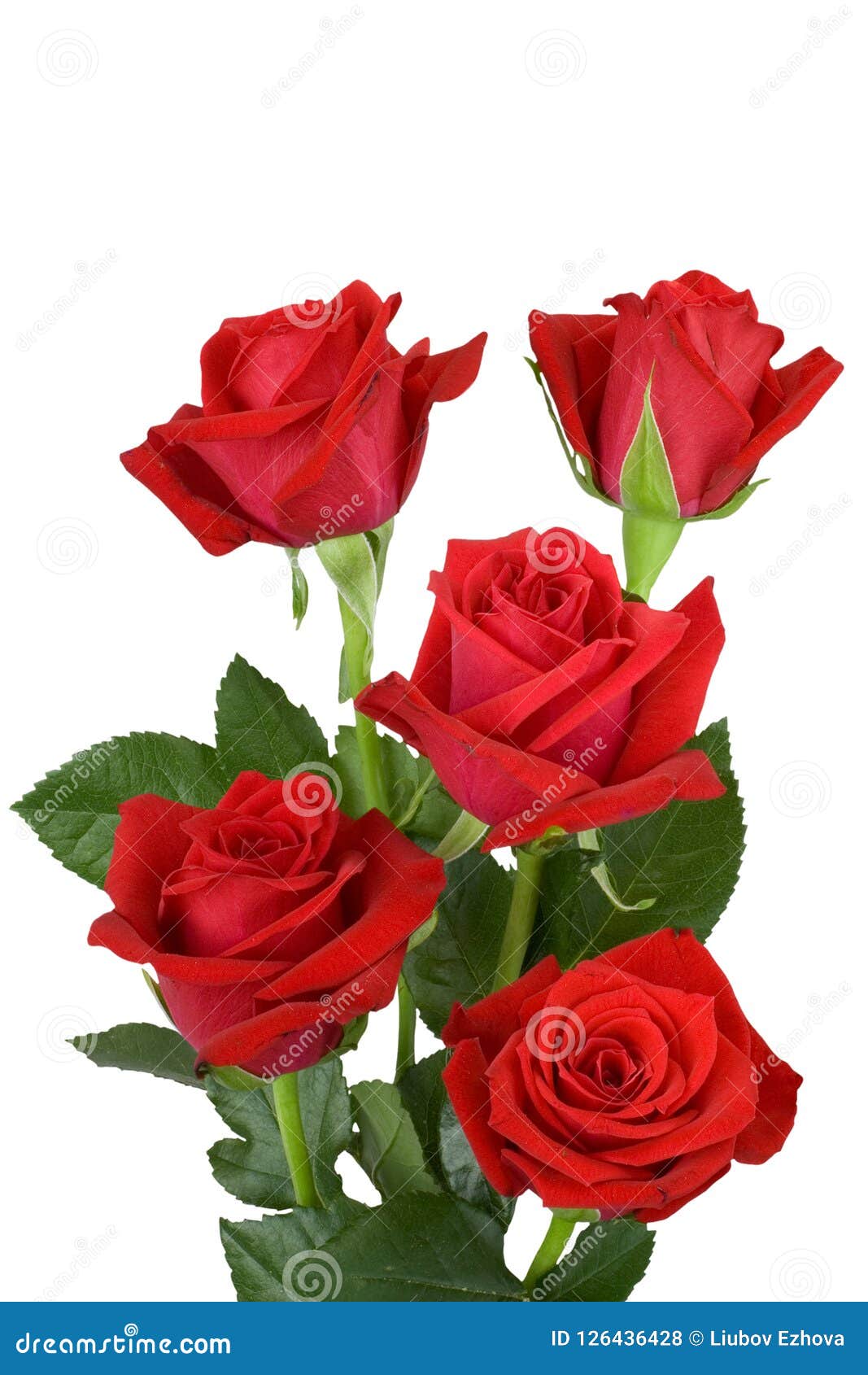 Rosas rojas aisladas foto de archivo. Imagen de verano - 126436428