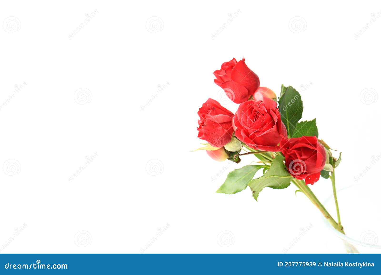 Rosas Rojas Aisladas Sobre Fondo Blanco Imagen de archivo - Imagen de ...