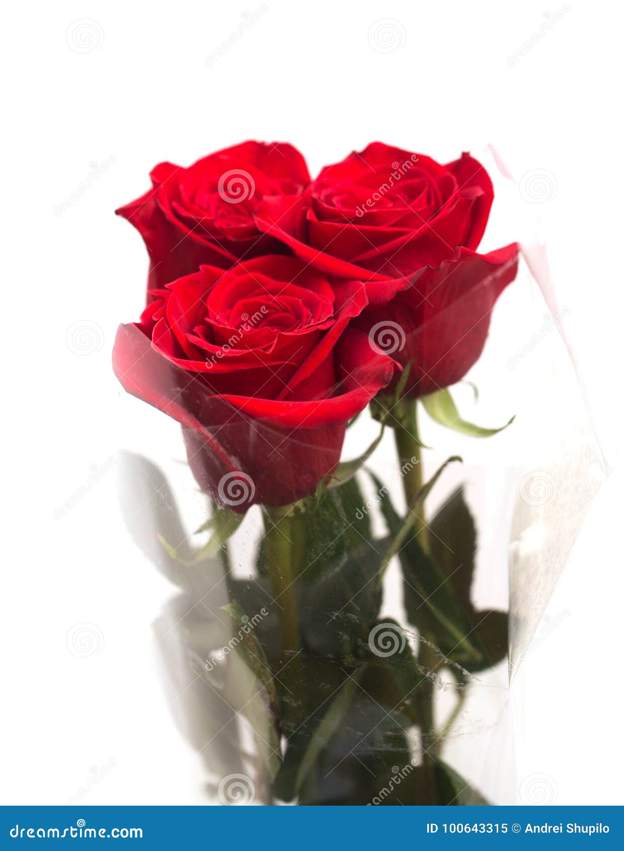 Rosas Rojas En Un Fondo Blanco Imagen de archivo - Imagen de fresco ...