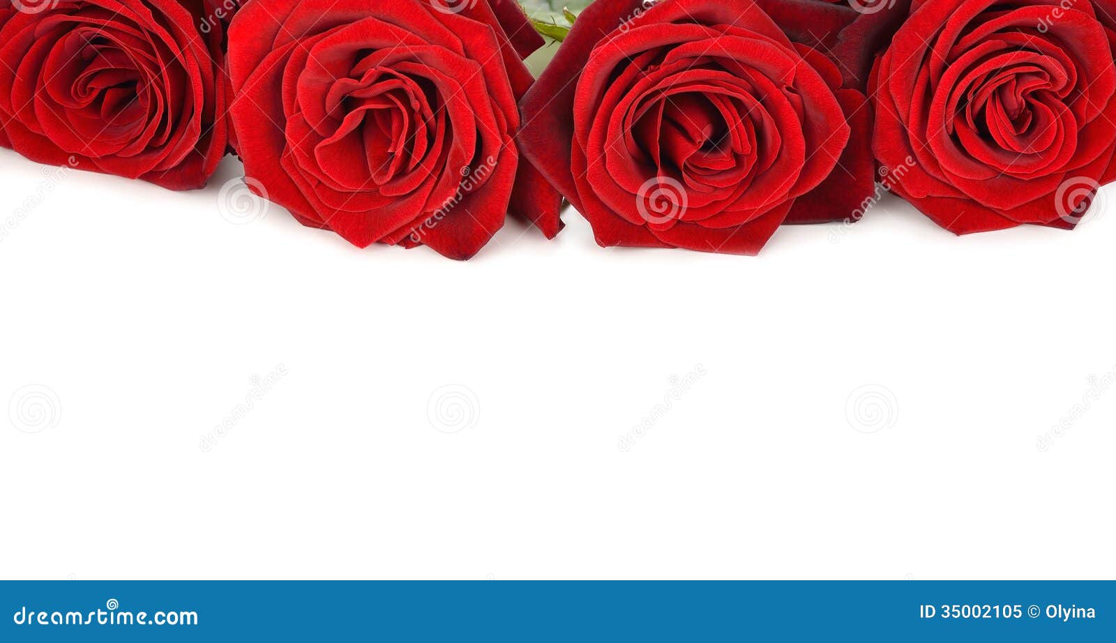 Rosas Rojas En Un Fondo Blanco Imagen de archivo - Imagen de saturado ...